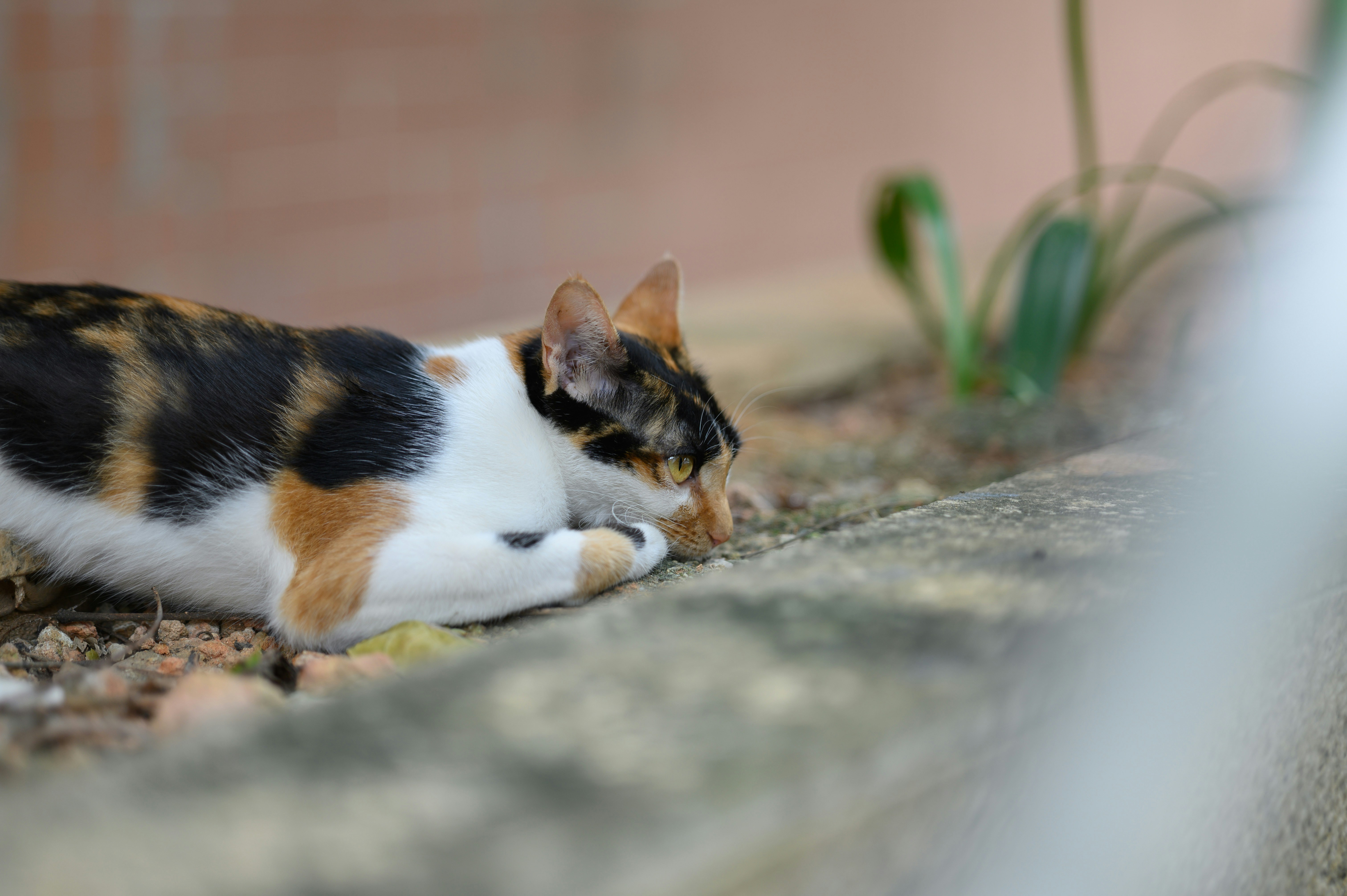 Calico Calm: A Cat Resting at the Edge