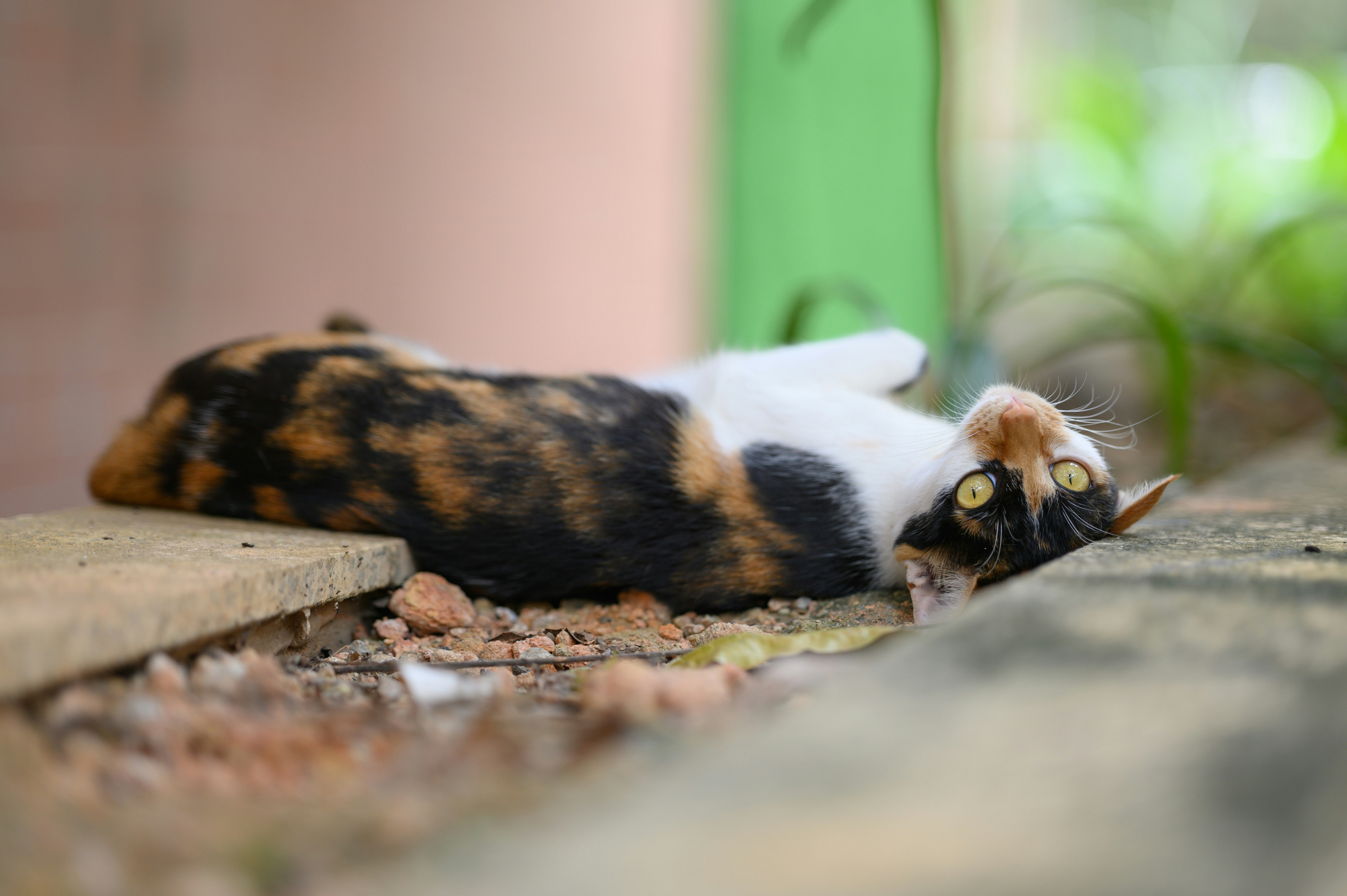 Relaxed Calico Cat in a Quiet Outdoor Corner