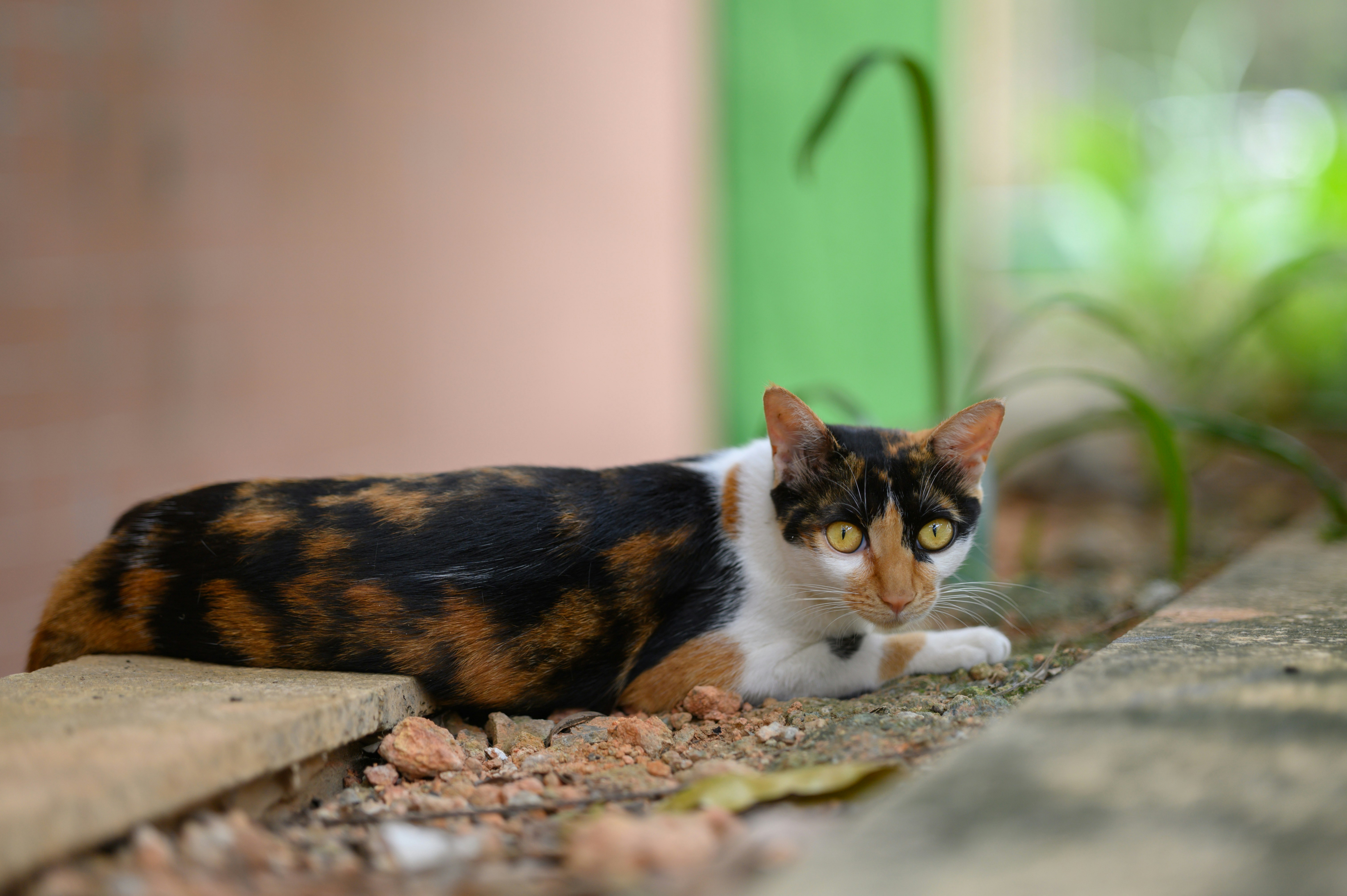 Calico Reclining in the Garden Path