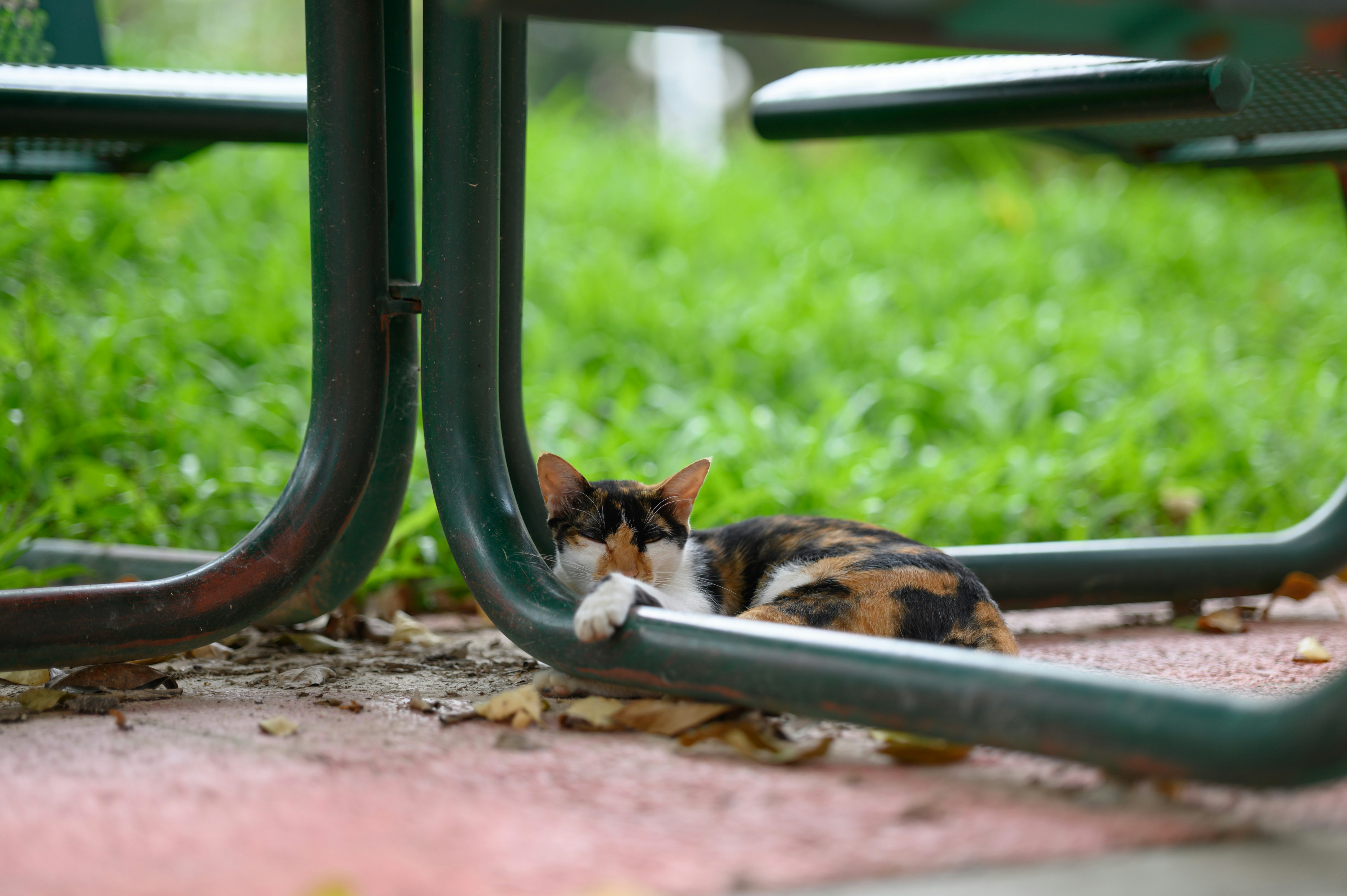 Hidden Calico Lounge Under the Bench