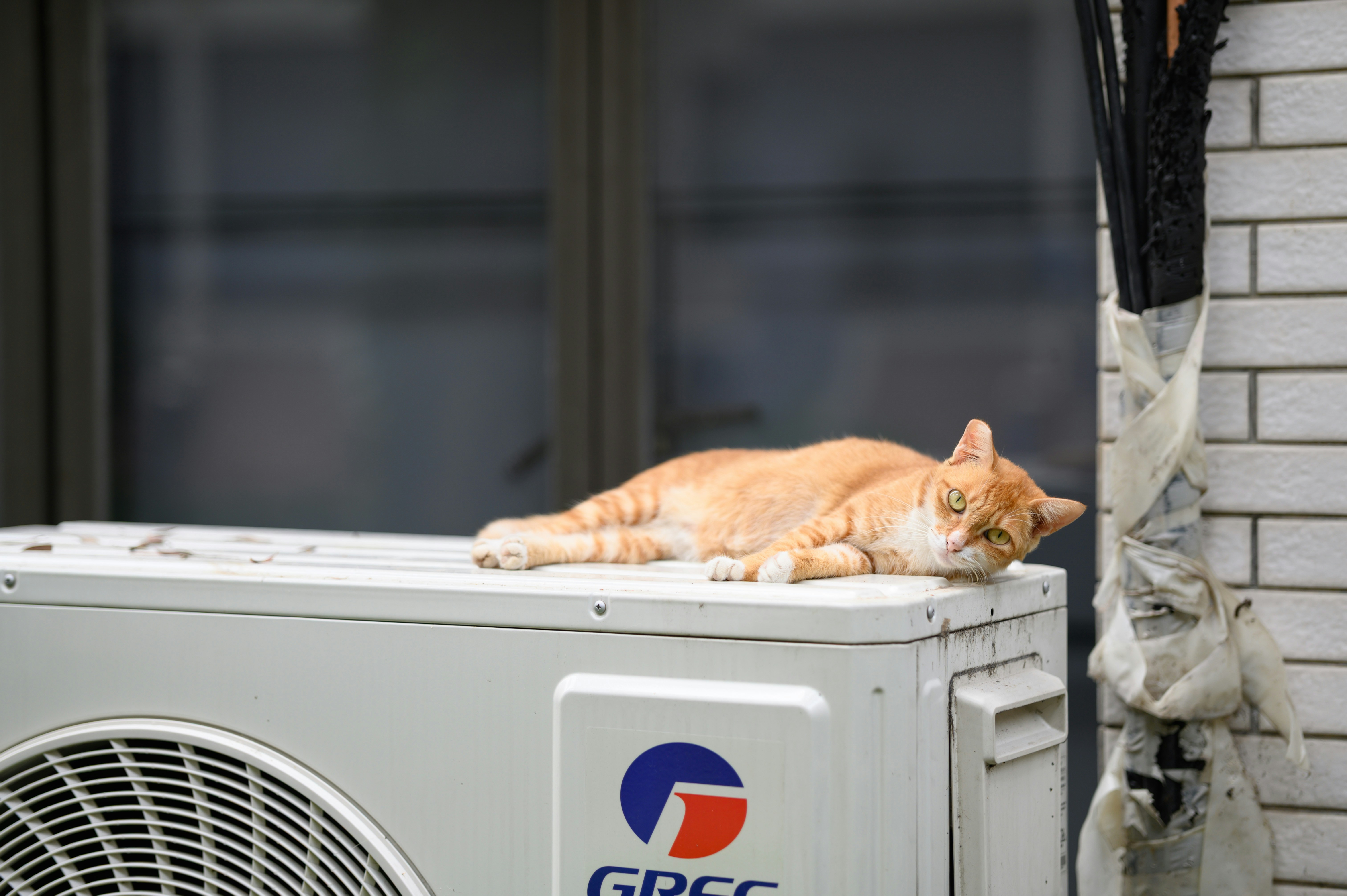 Orange Cat Soaking Up Afternoon Sunlight on an Air Conditioner