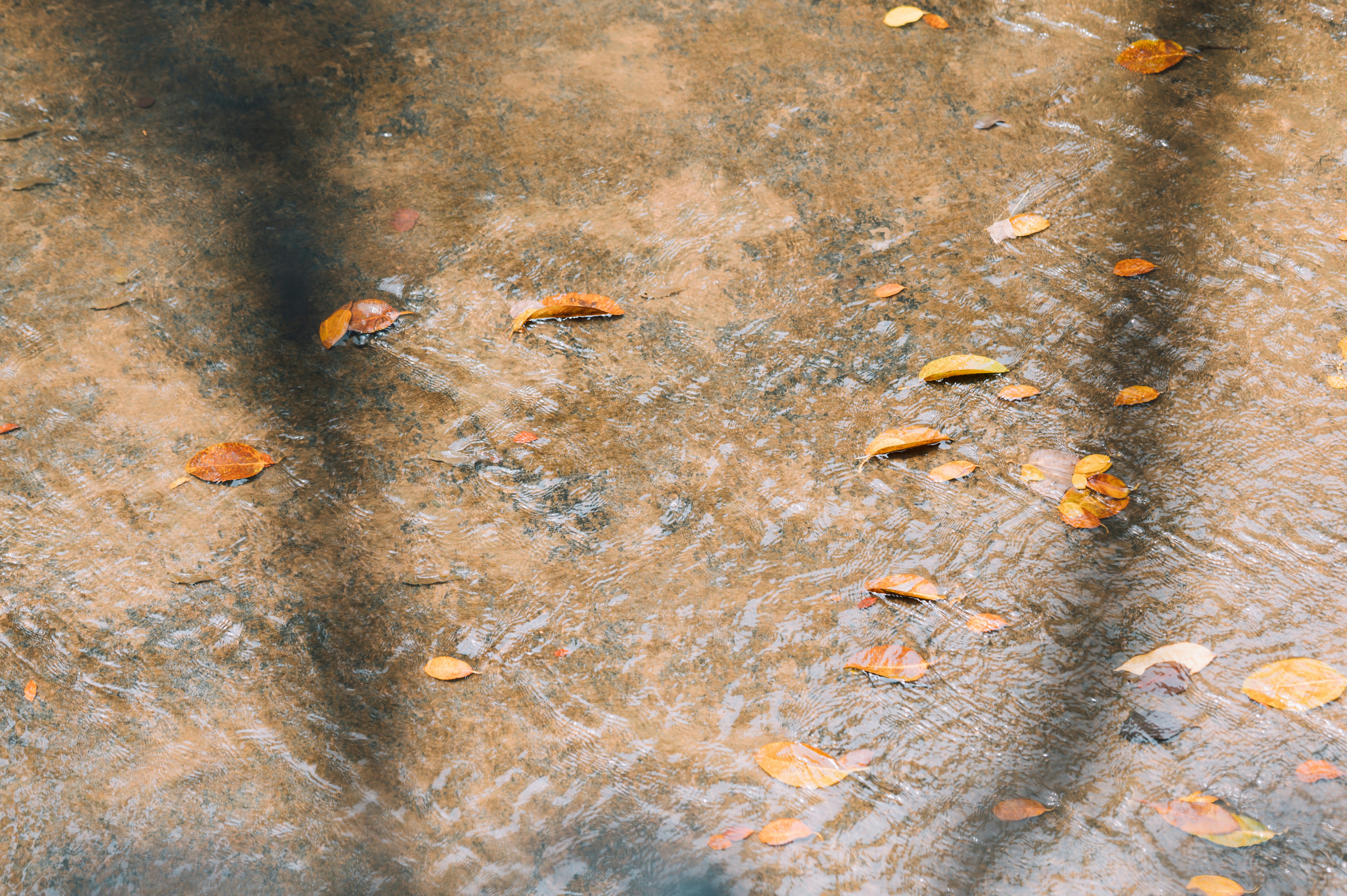 Autumn Leaves Drift Across Dappled Riverbed