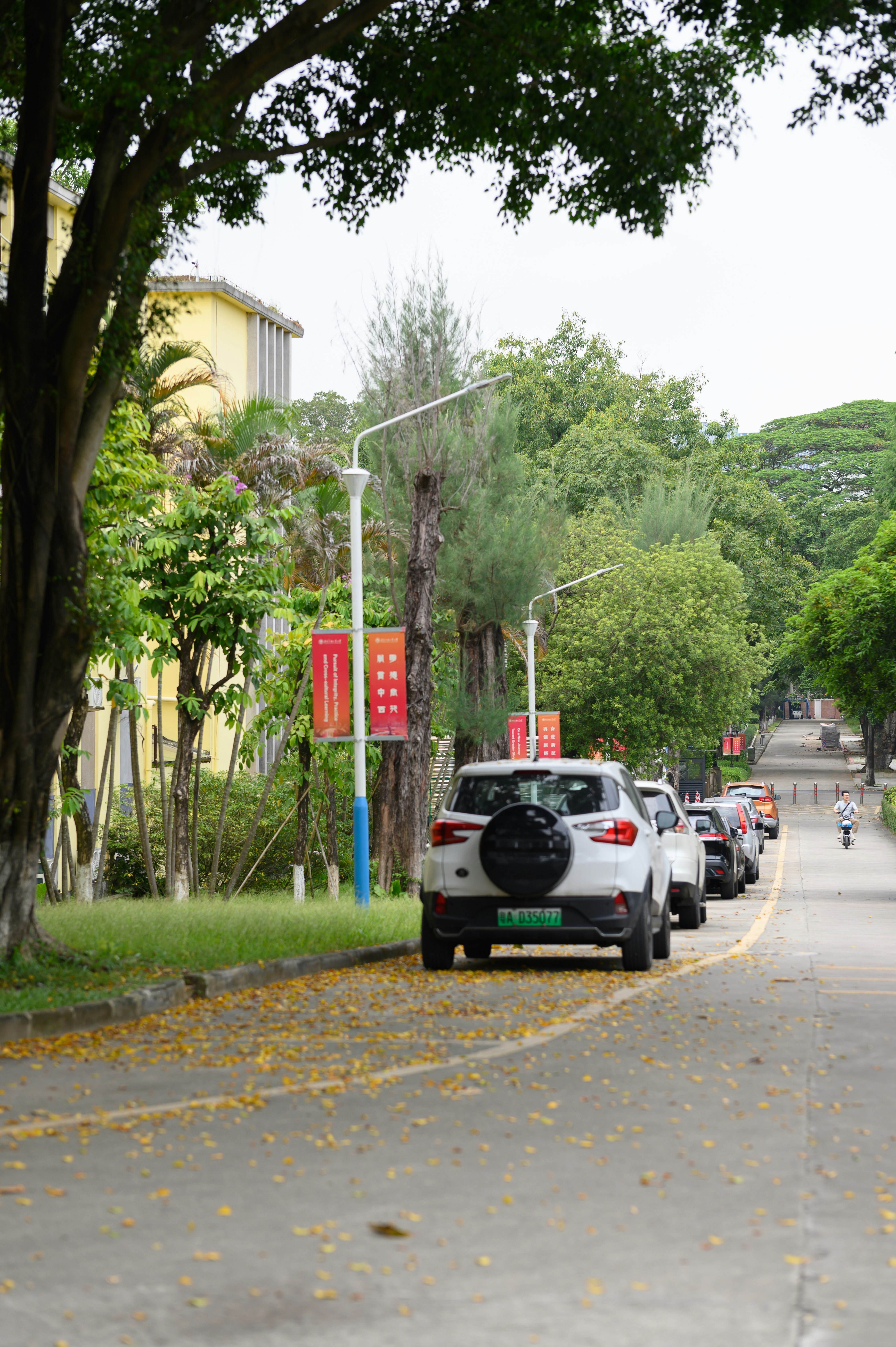 Street Quiet: A Line of Parked Cars Under Green Canopy
