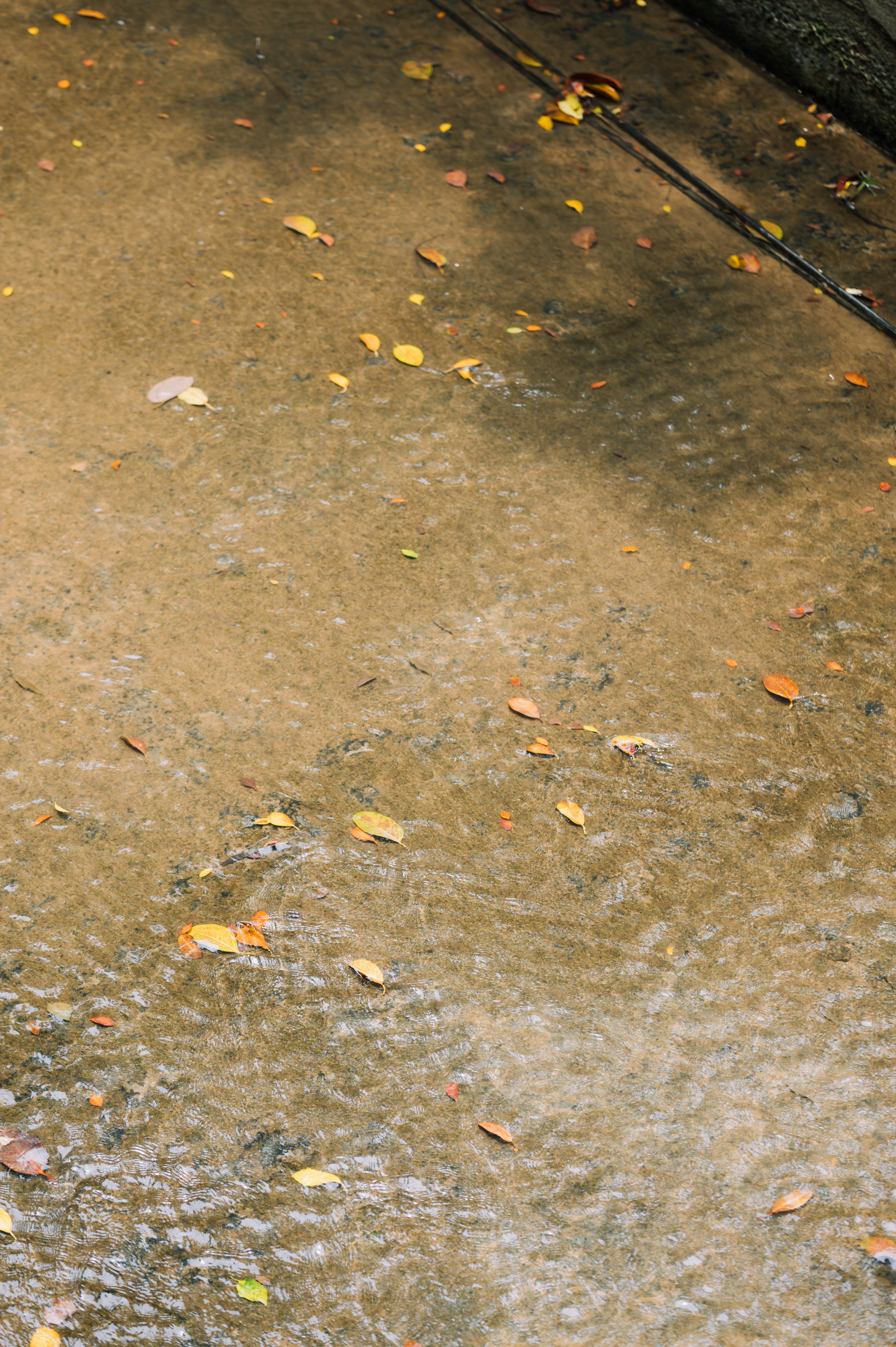 Autumn Rain on Concrete: Fallen Leaves Scatter Across a Bare Walkway