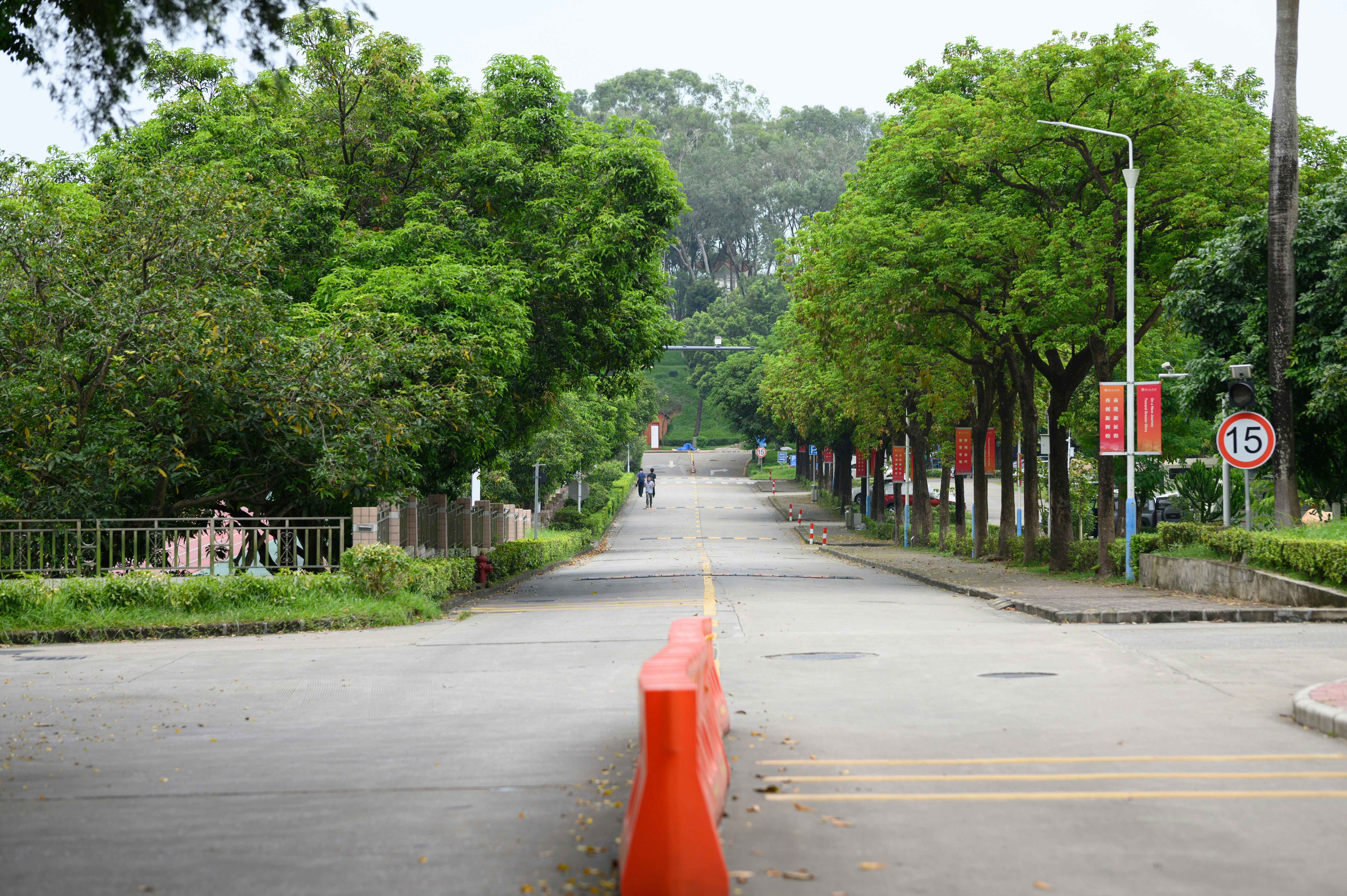 Leading the Quiet Path: A Scenic Street Vista With Green Canopy