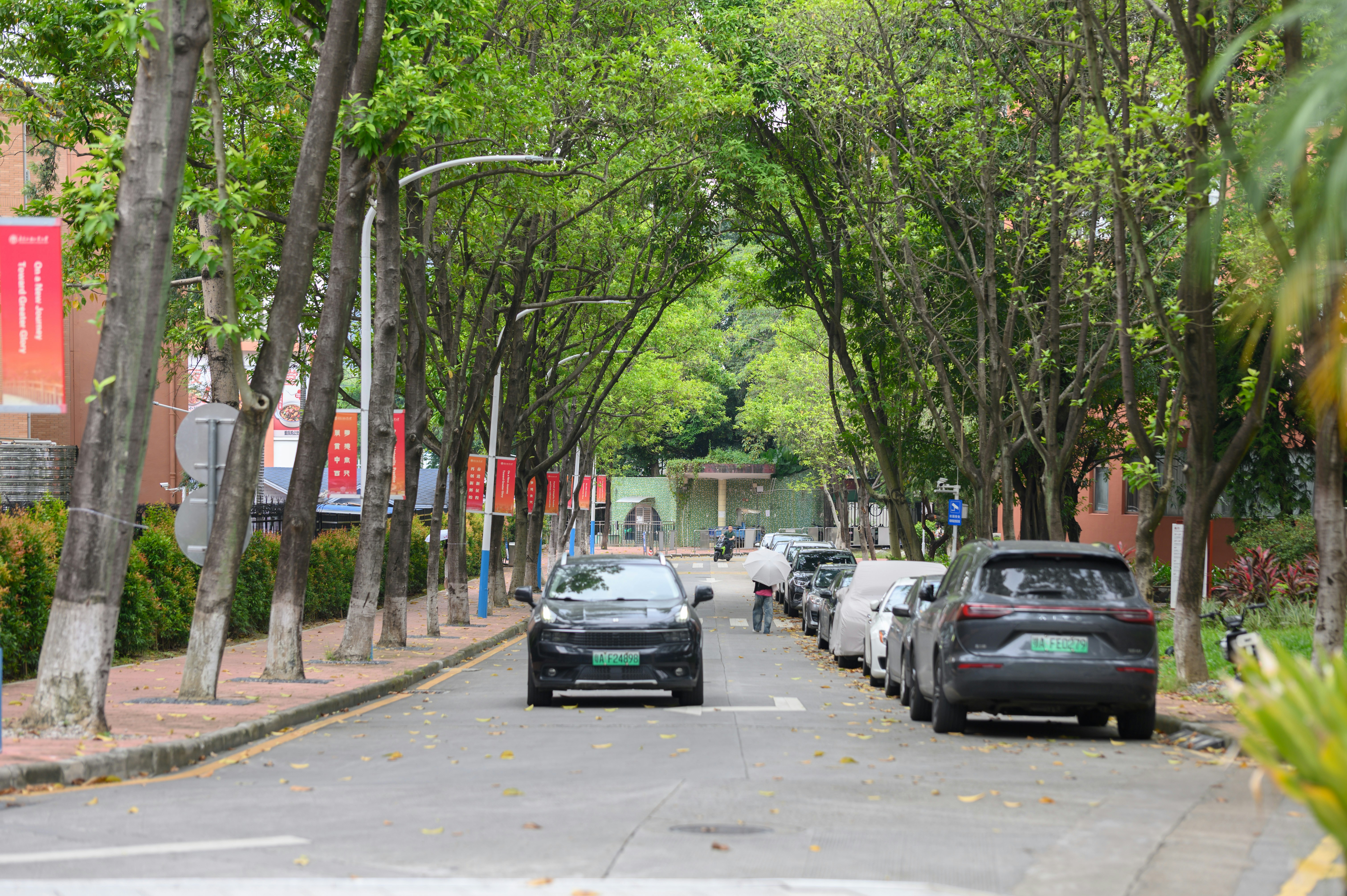 A Quiet City Boulevard Lined with Green Canopy