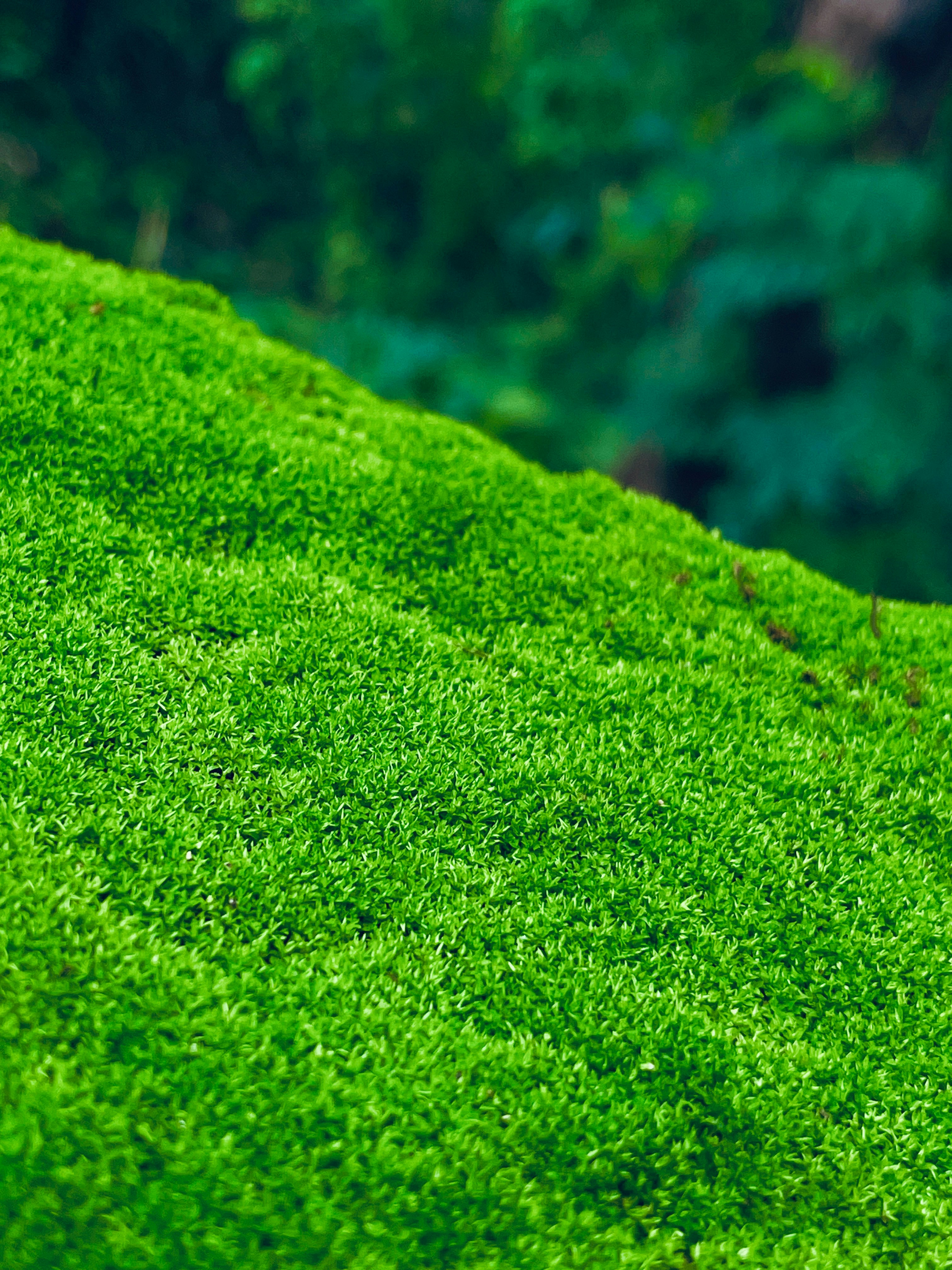Emerald Carpet: A Gentle Slope of Mossy Green