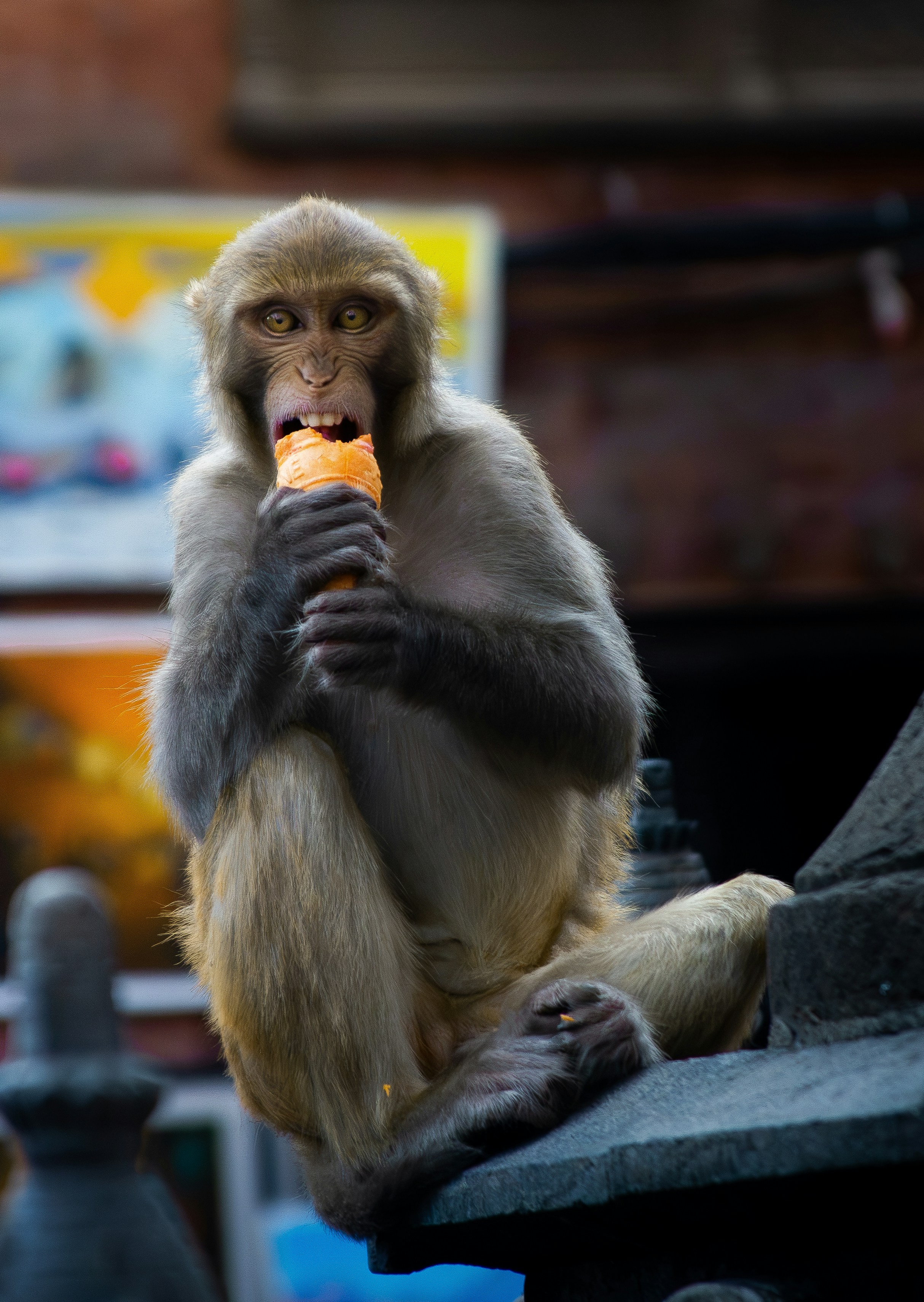 Orange Snack in Focus: A Curious Monkey Takes a Quick Bite