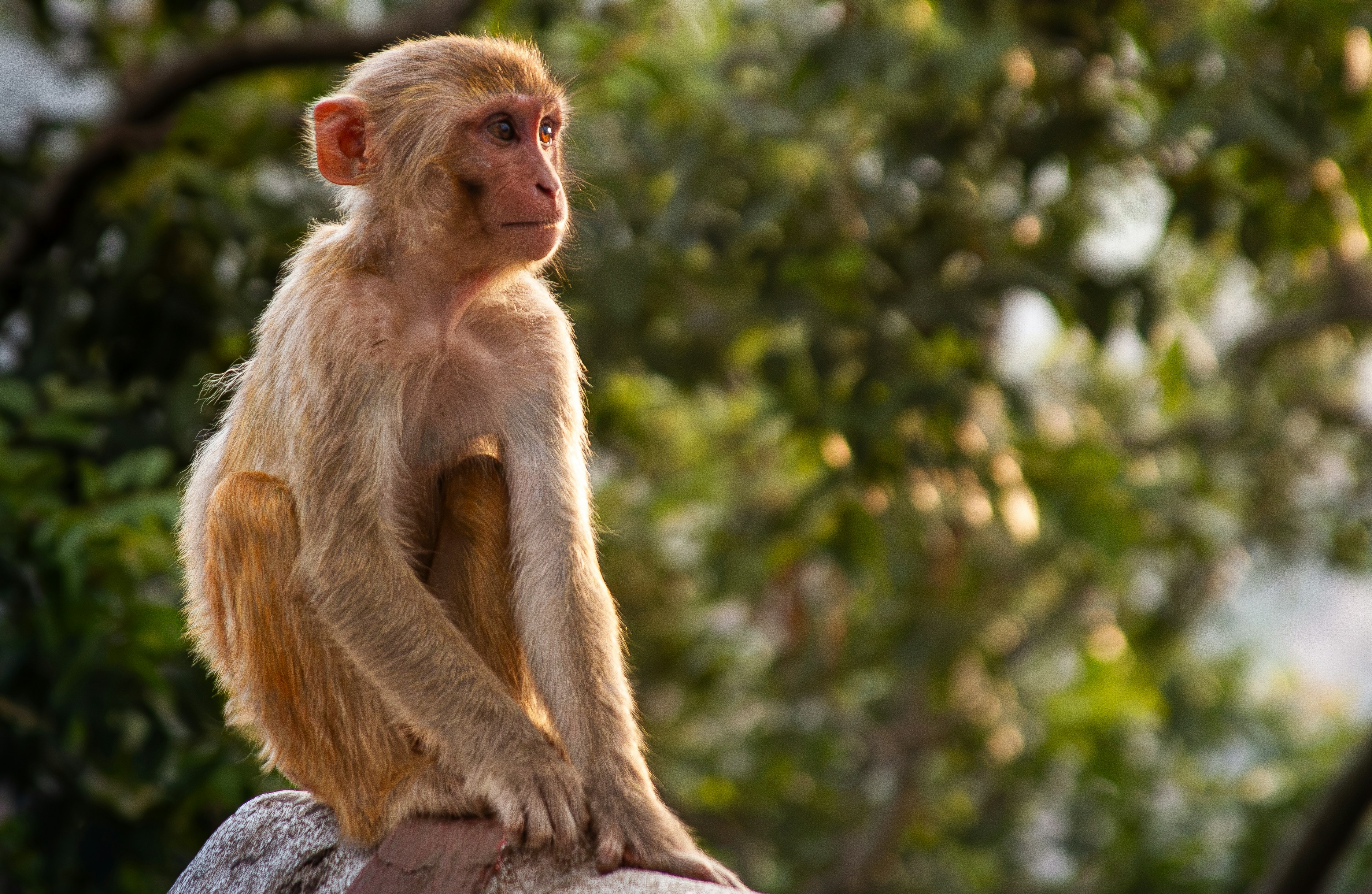 Curious Mantle: A Lone Monkey Perches Under Dappled Light