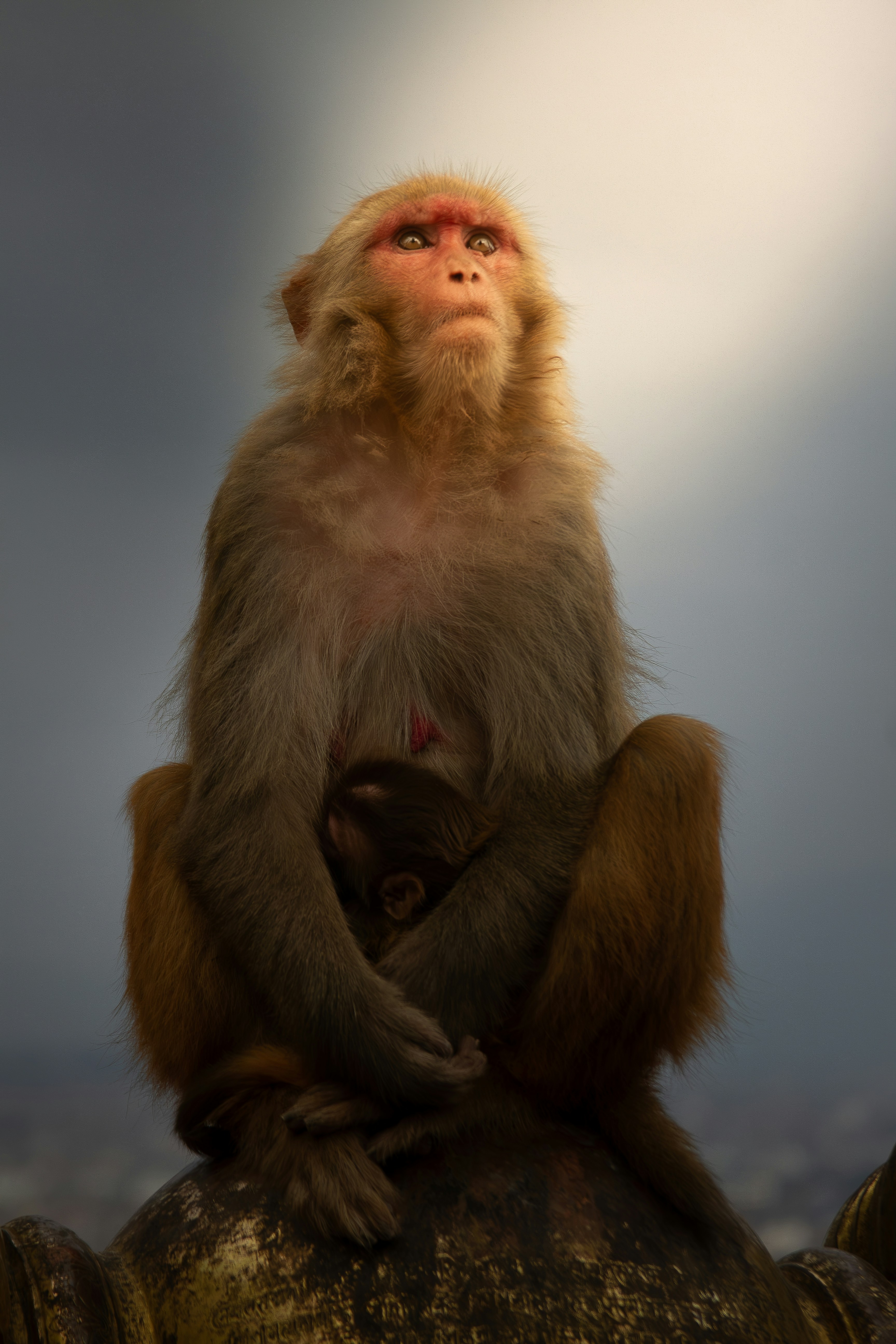 The Watchful Parent: A Monkey Island Portrait