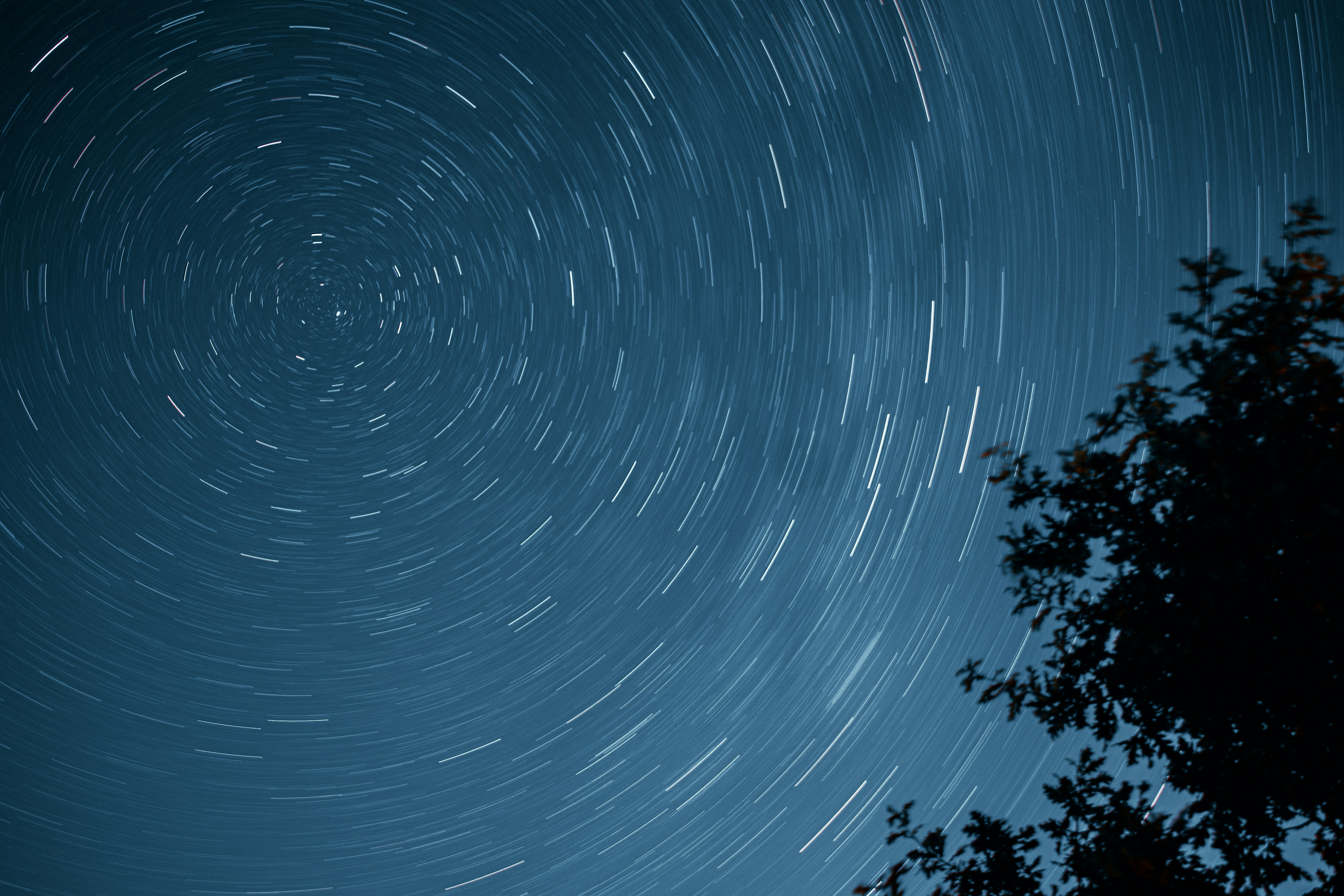 Spinward Night: A Lone Tree Frames a Circular Sky of Time
