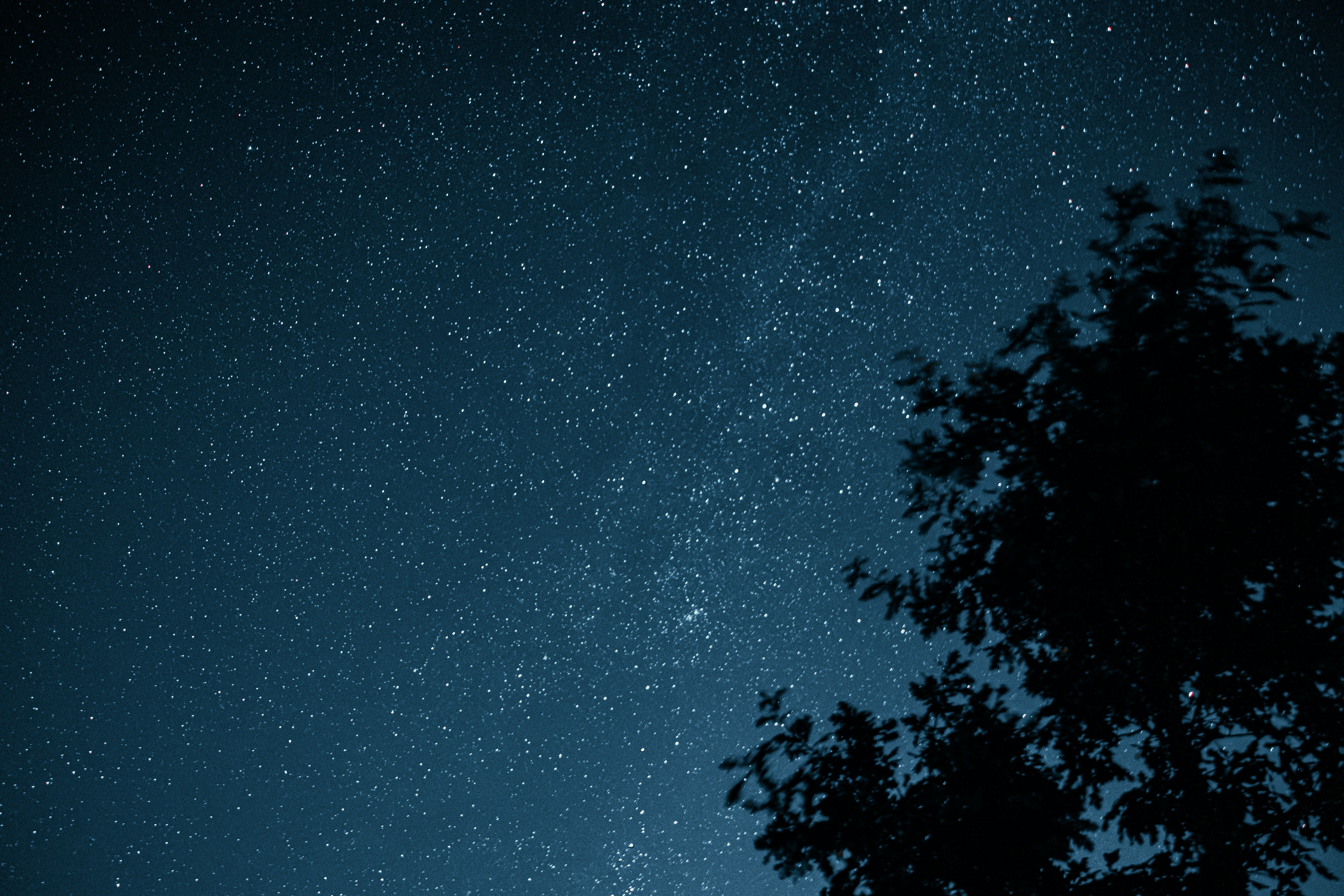 Milky Way Whisper over Silent Pines