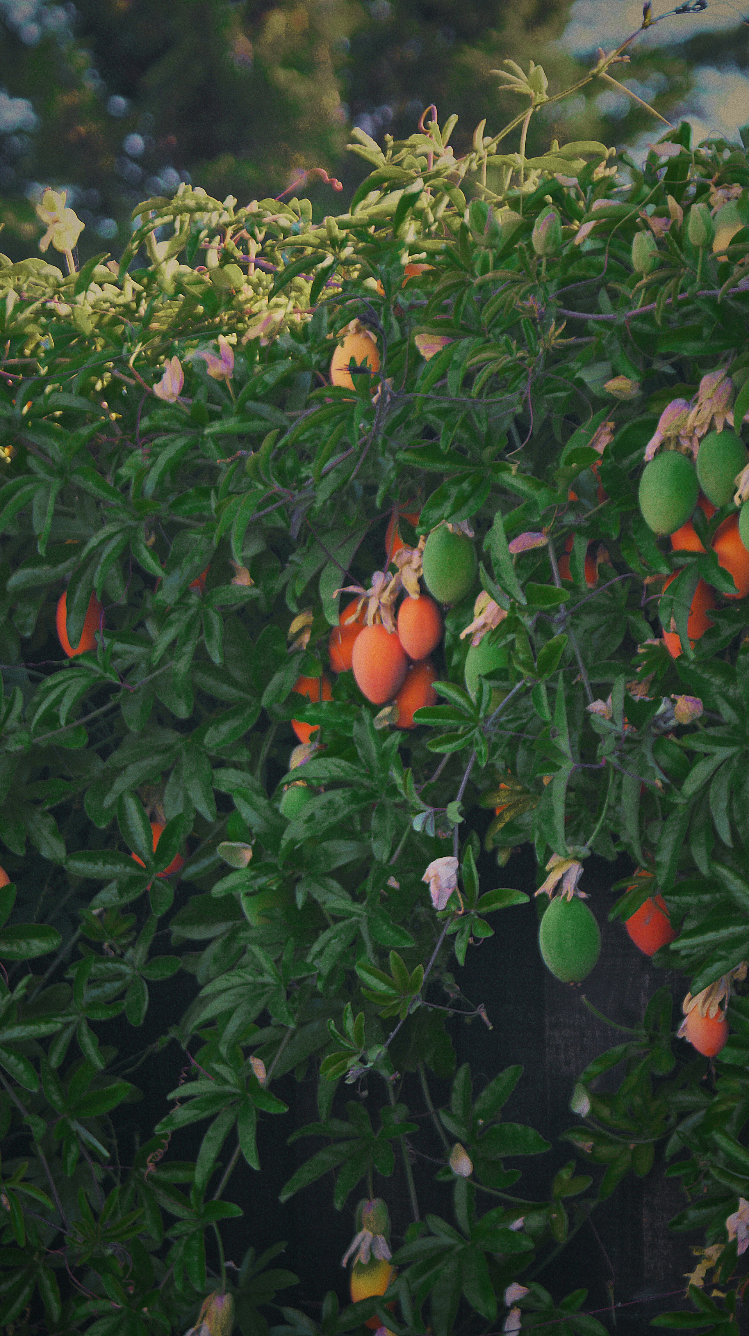 Orchard's Orange Echoes