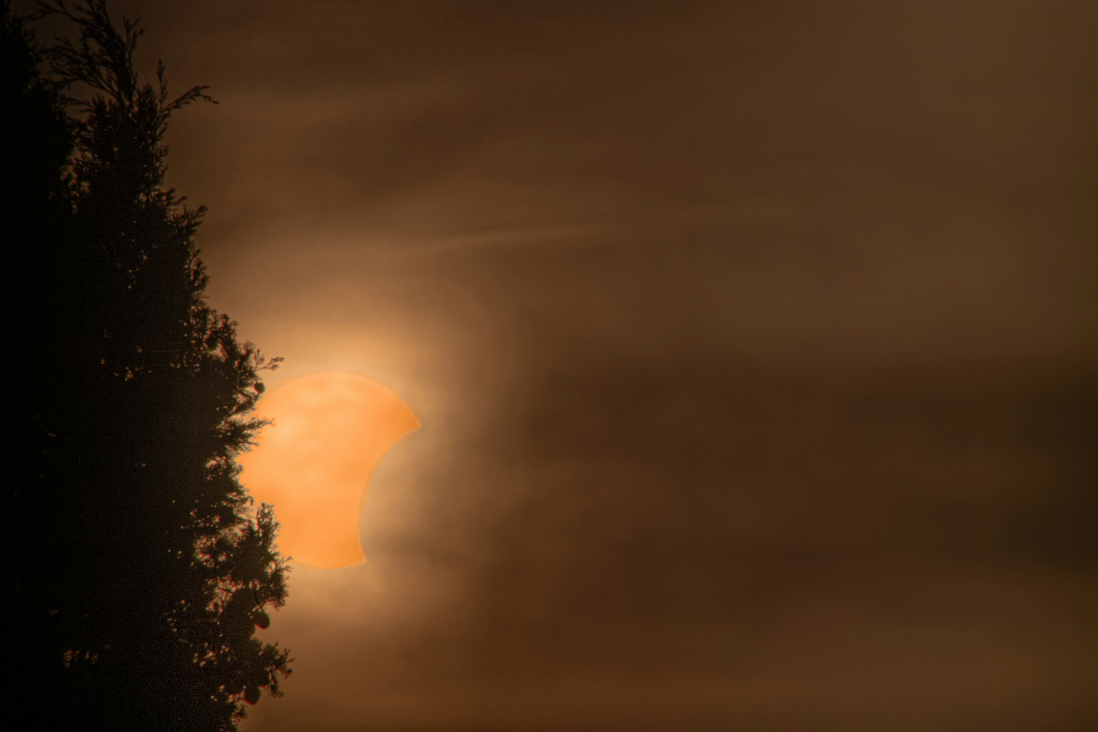 Partial Solar Eclipse Behind a Tree Silhouette