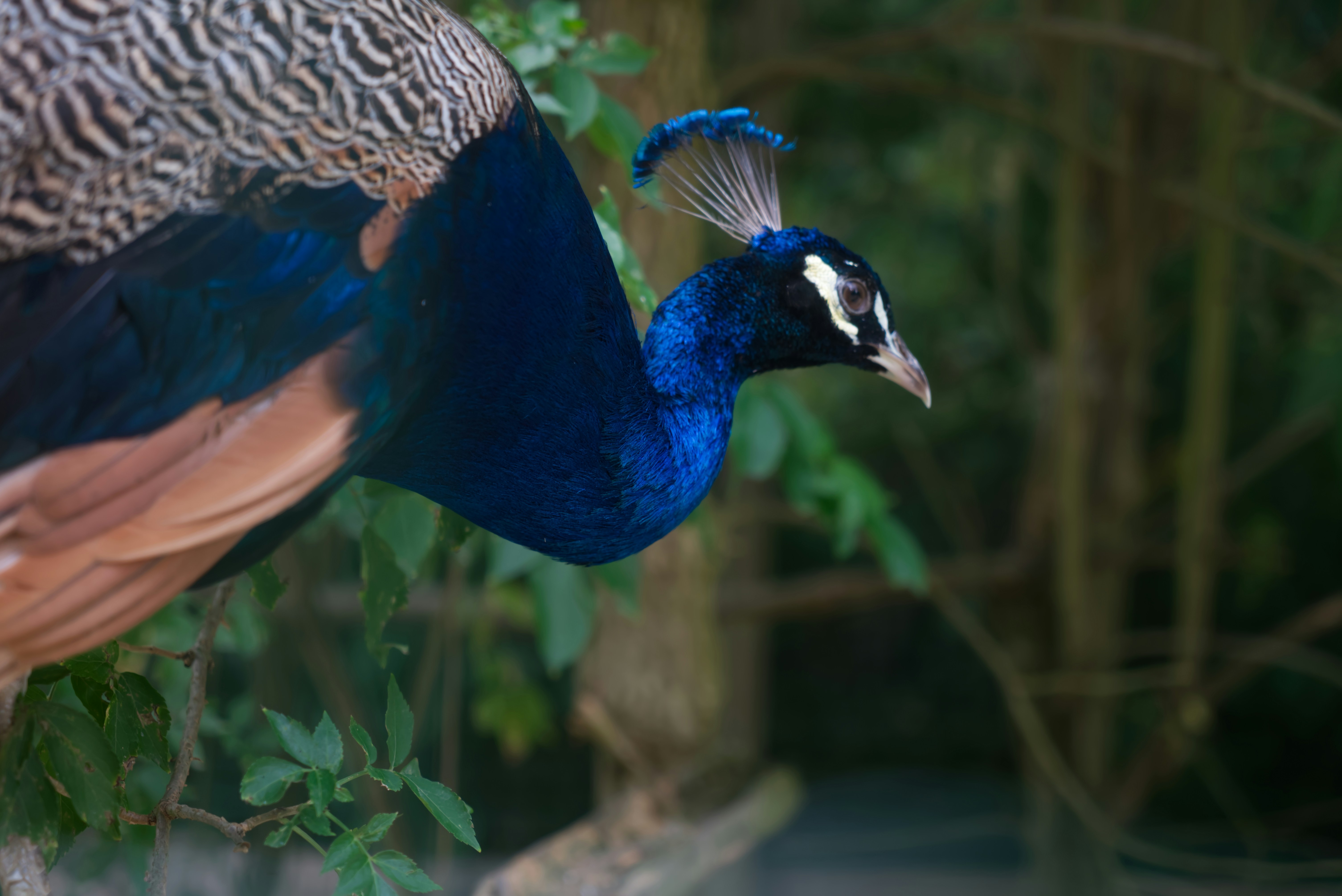 Emerald Crest in Flight: A Peacock in Focus