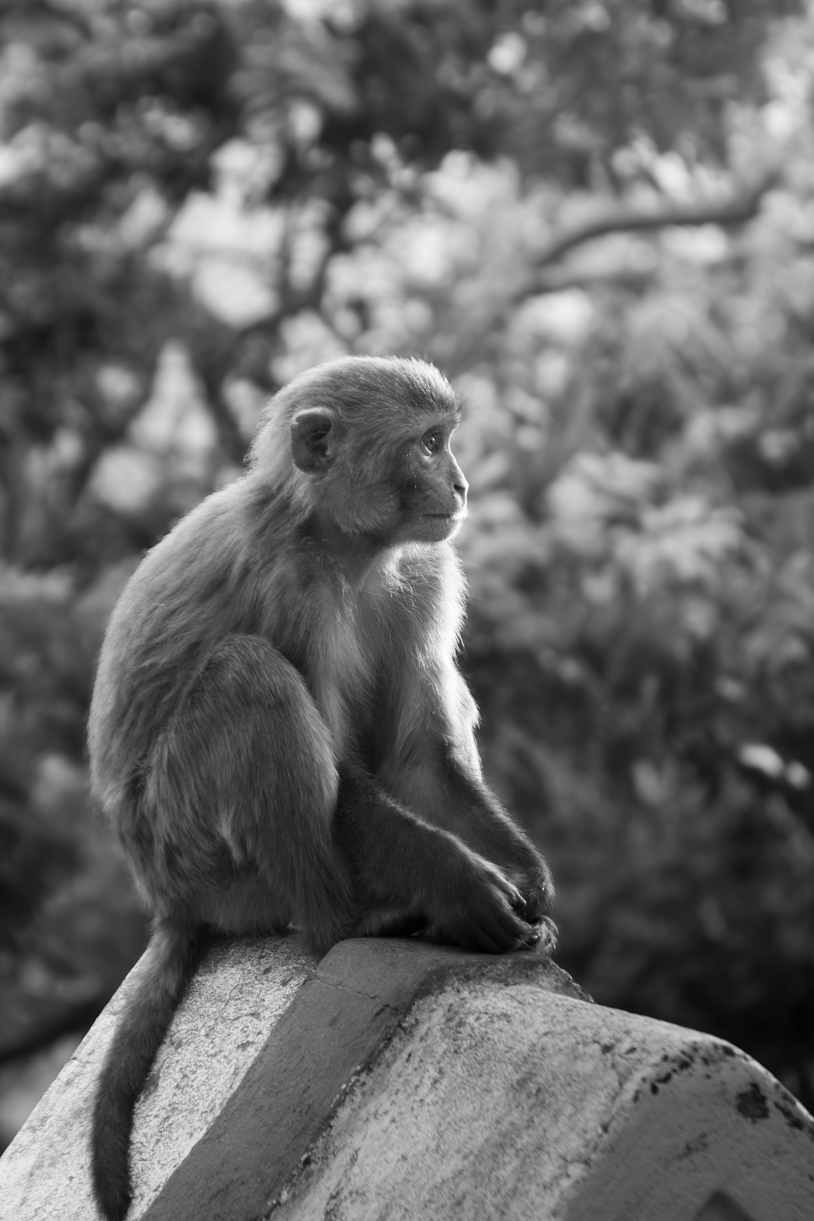 Primate on a Stone: Quiet Contemplation in Monochrome