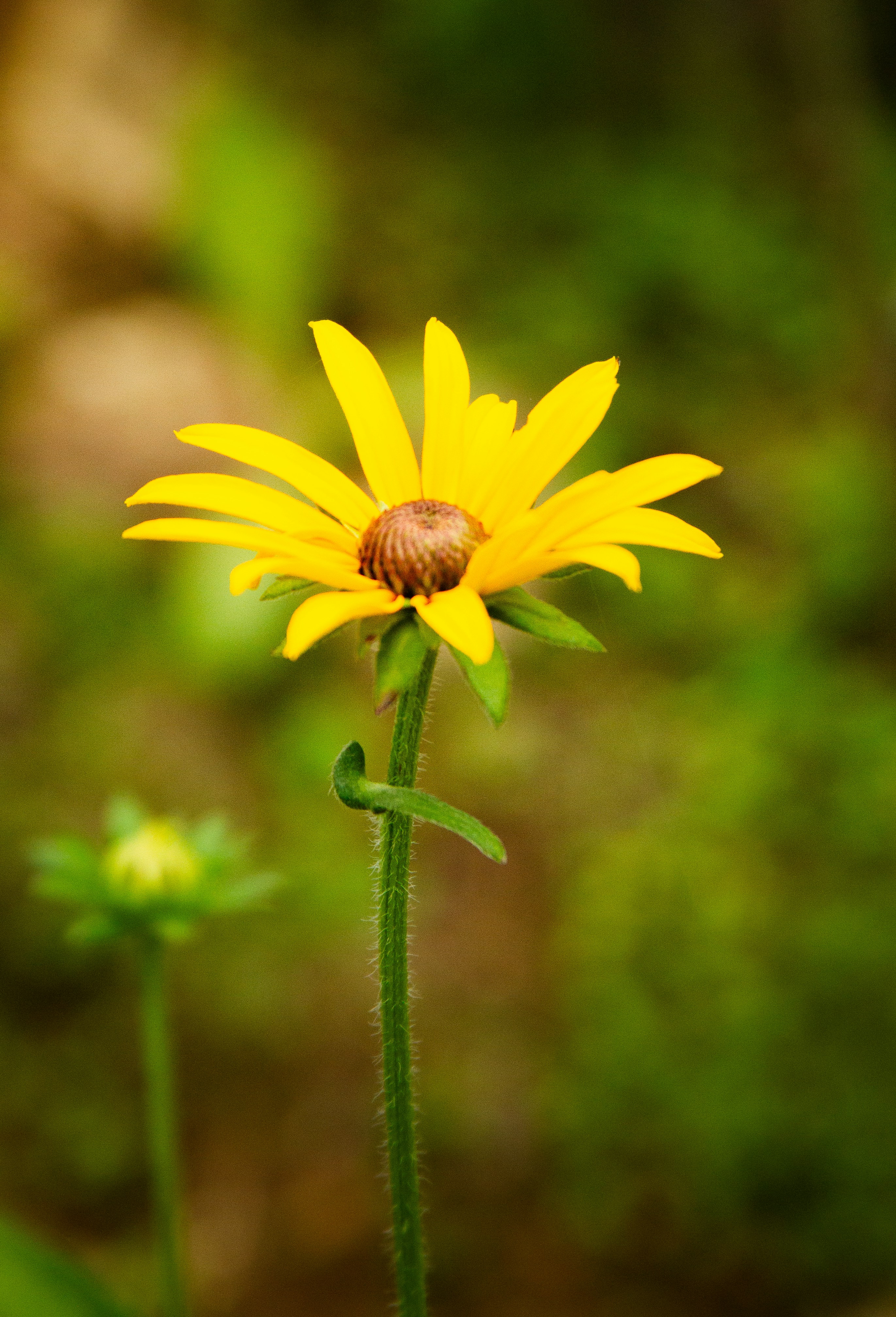 Gold Radiance: A Single Yellow Bloom in Soft Focus Field