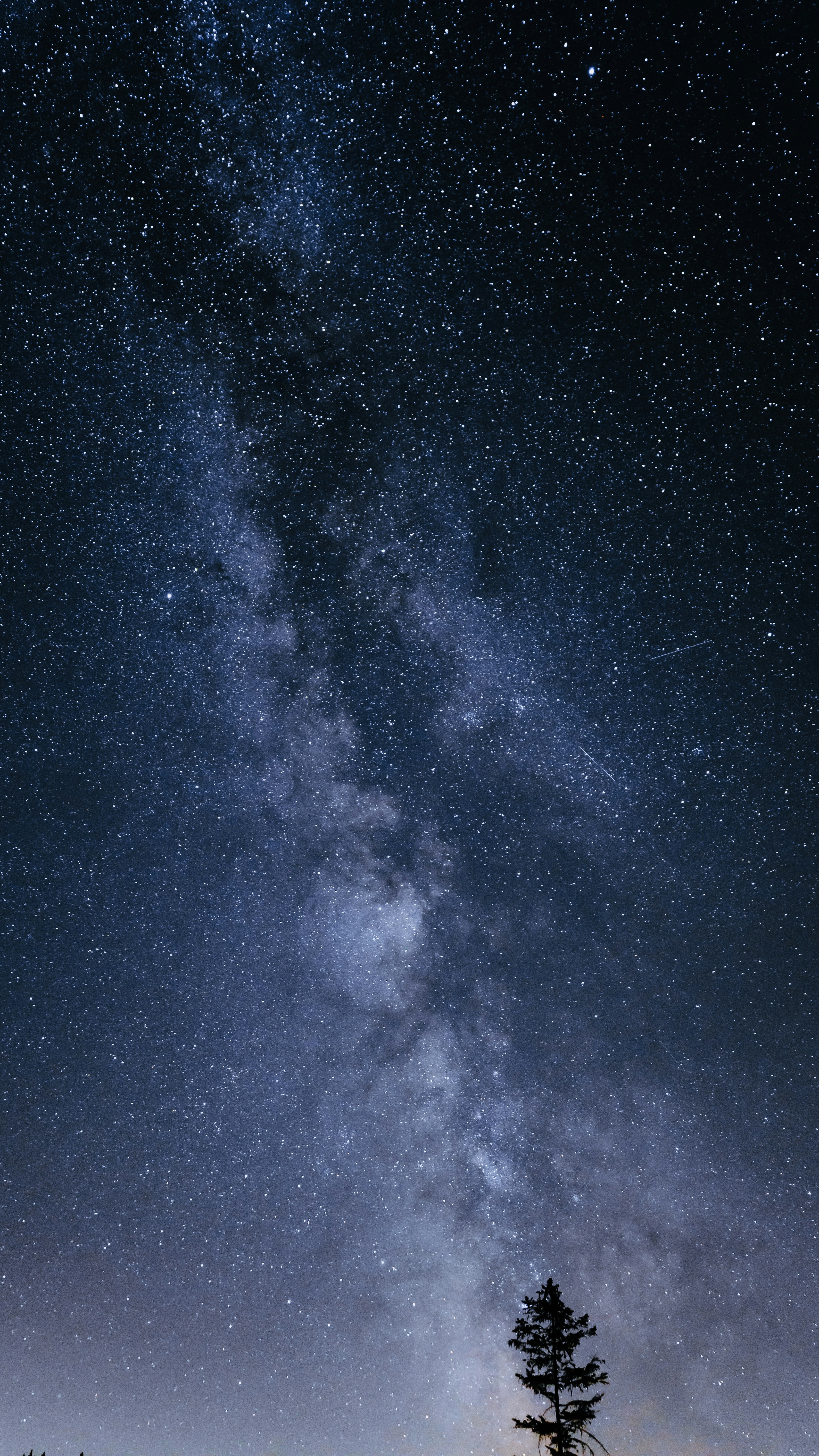 Milky Way on a silent horizon: star-strewn night above a lone treetop