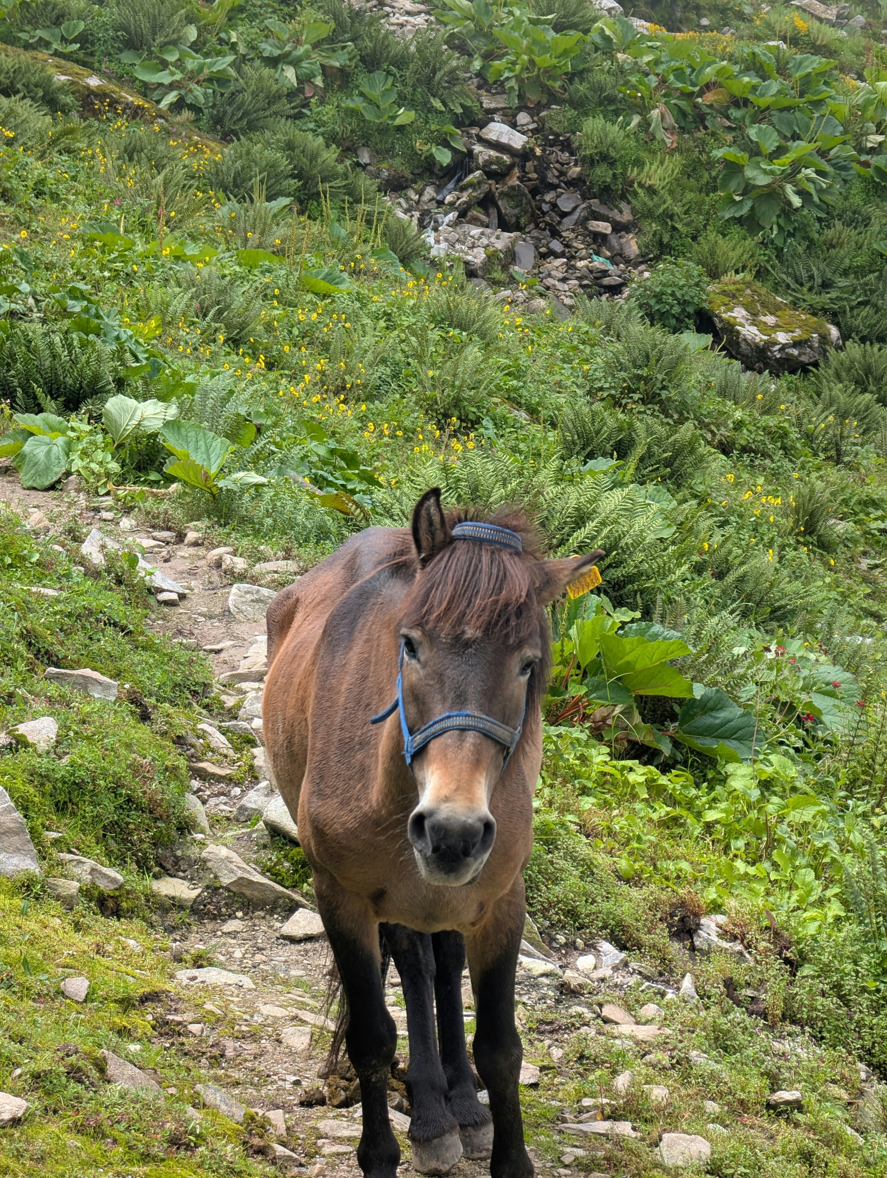 Stepping Along a Stone Path with the Mountain Pony