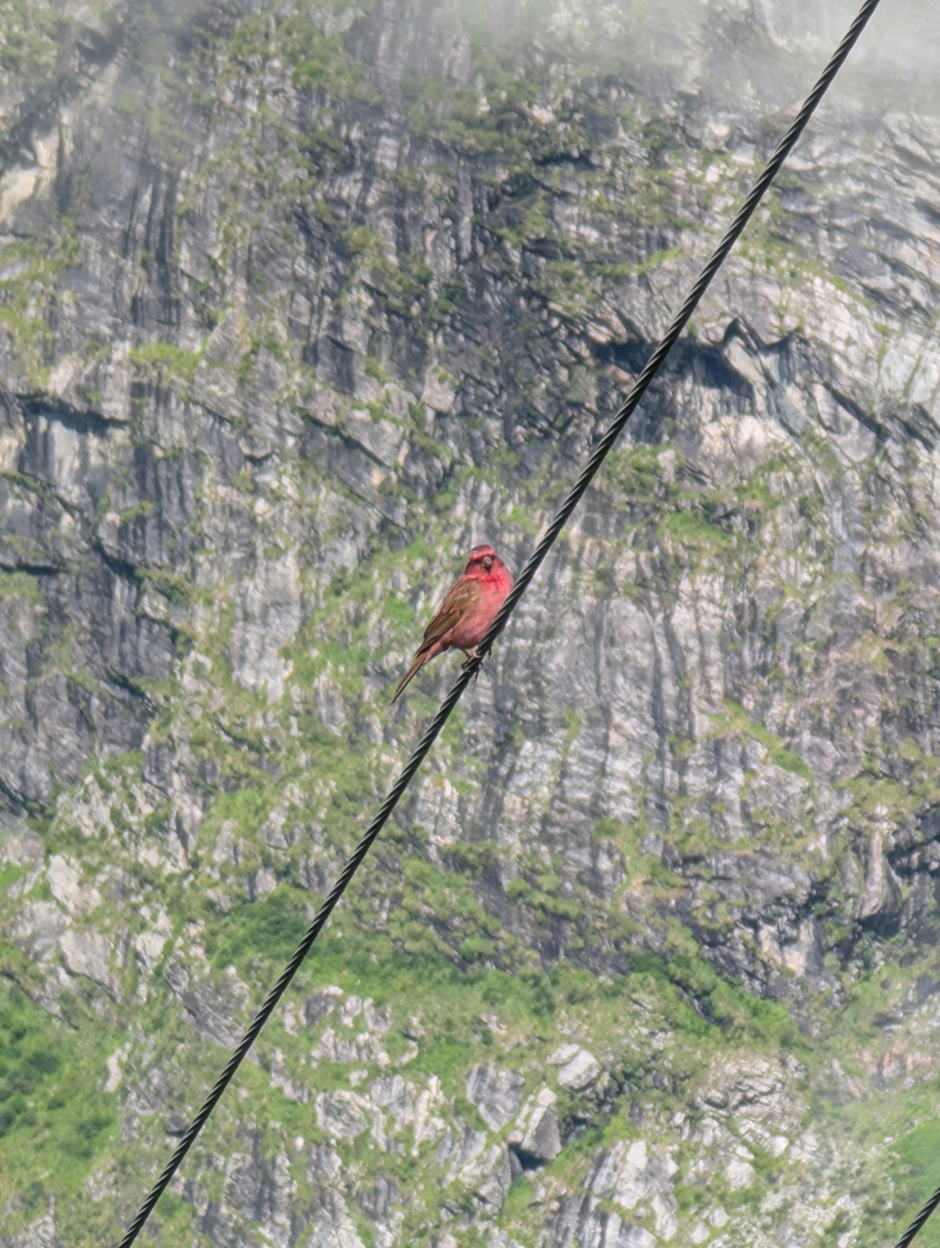 Scarlet perched on a wavering cable against jagged cliff