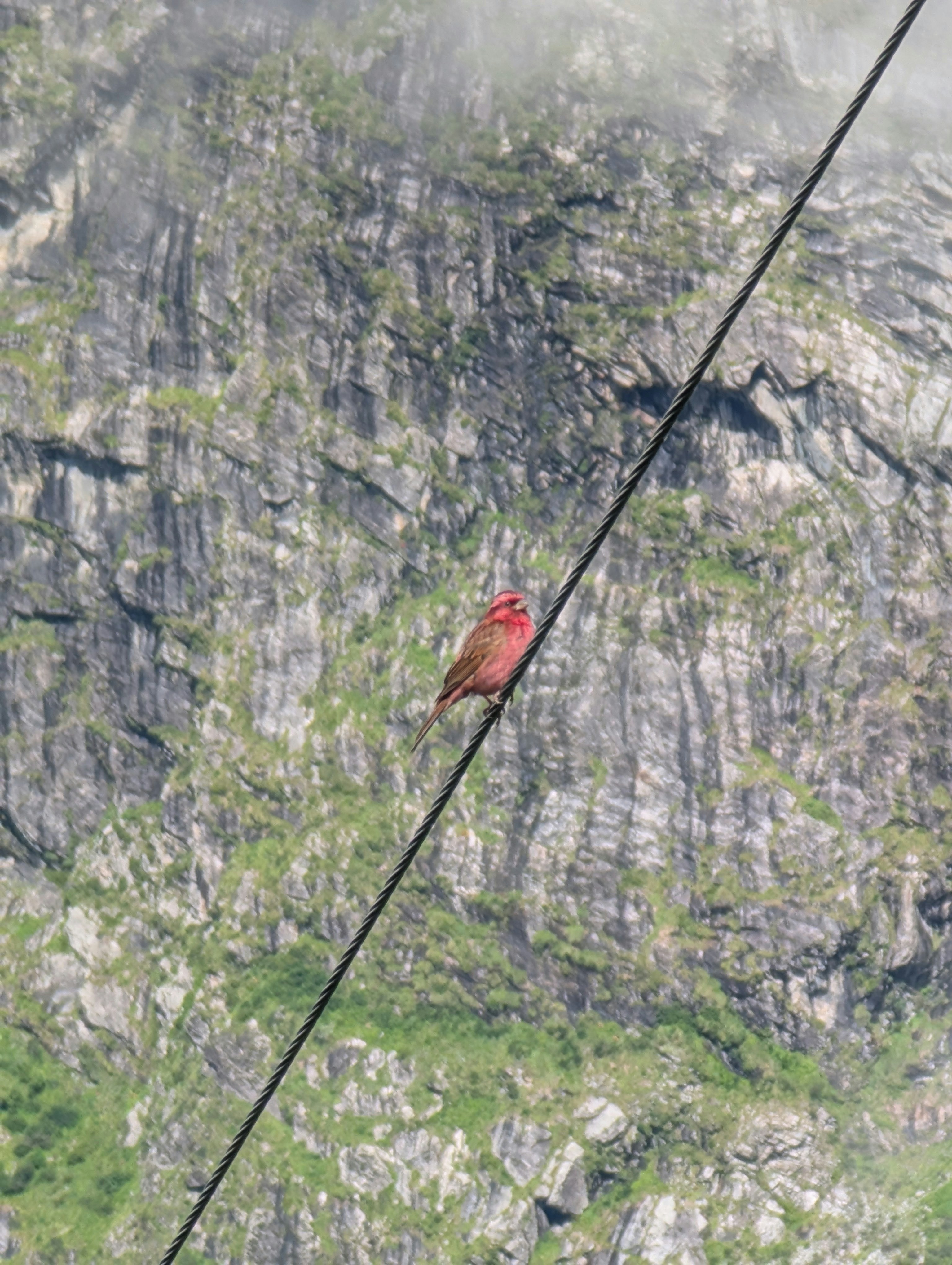 Crimson Parapet: A lone cardinal perched on a steel cable above rugged cliffs
