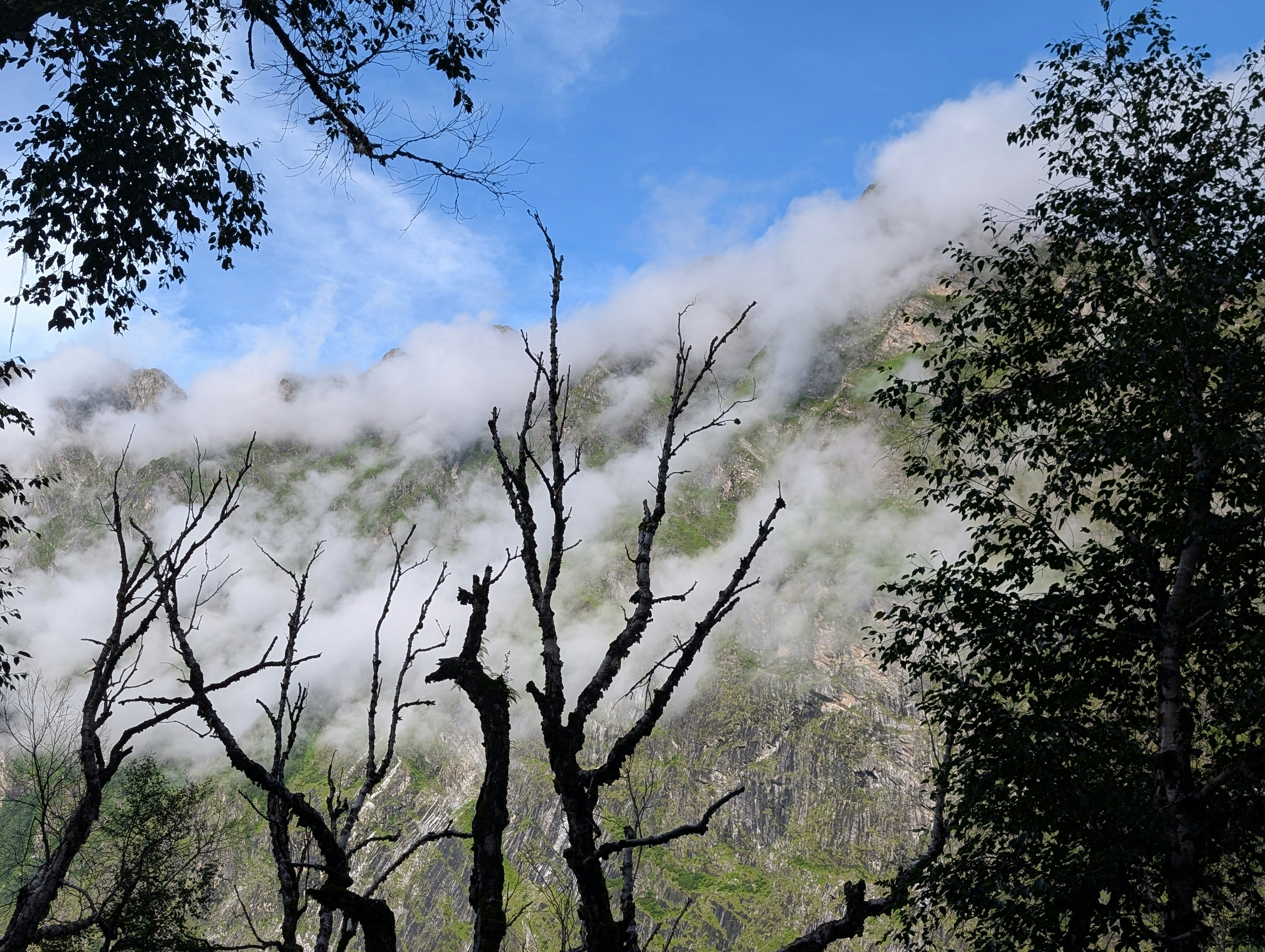 Silhouetted Forest Crest Under Misty Mountain Sky