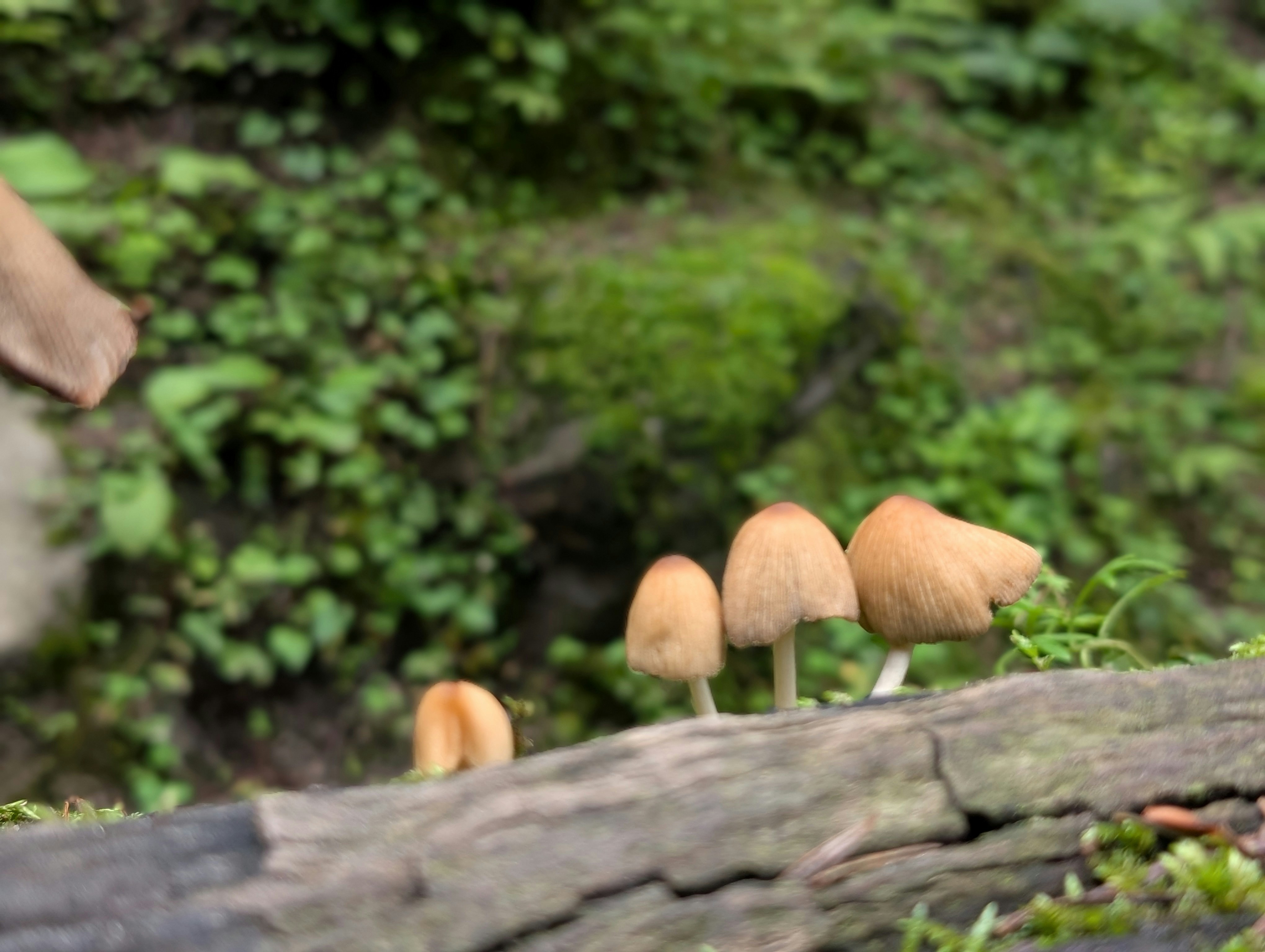 Mushroom Choir on Weathered Log