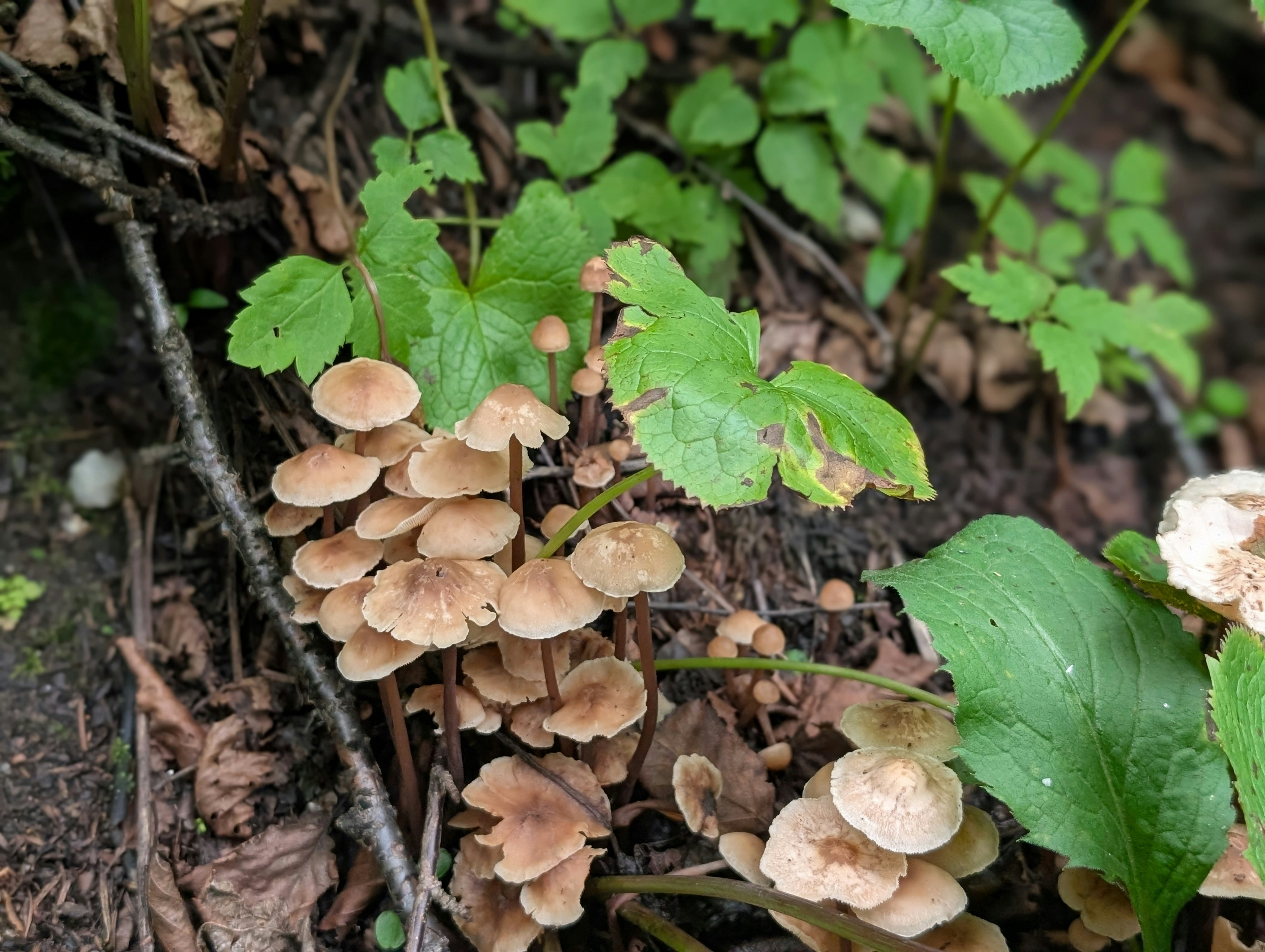 Cluster of tan mushrooms sprouting at forest floor amid green leaves