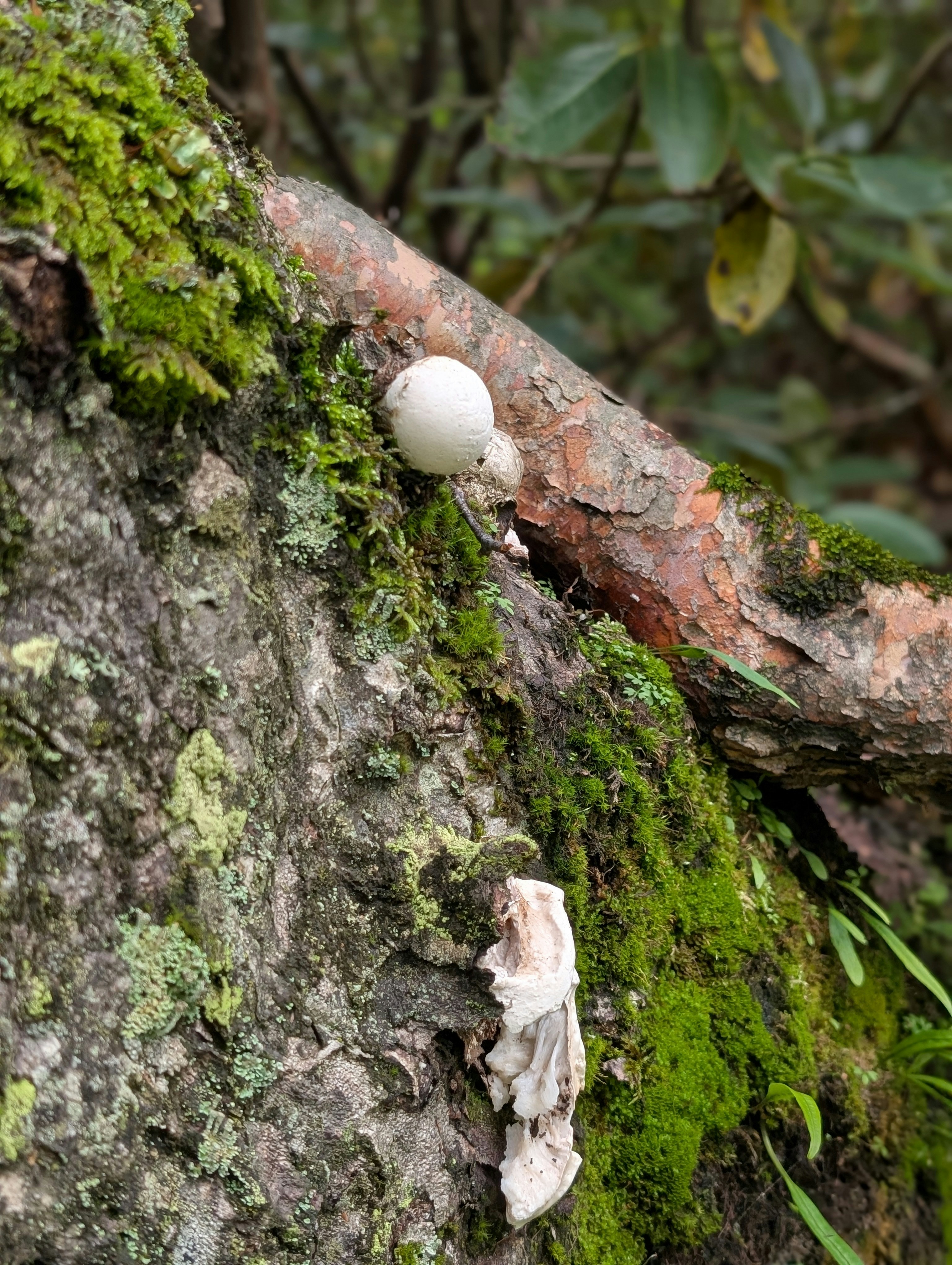 Moss-Cedared Fungal Sentry on Weathered Bark