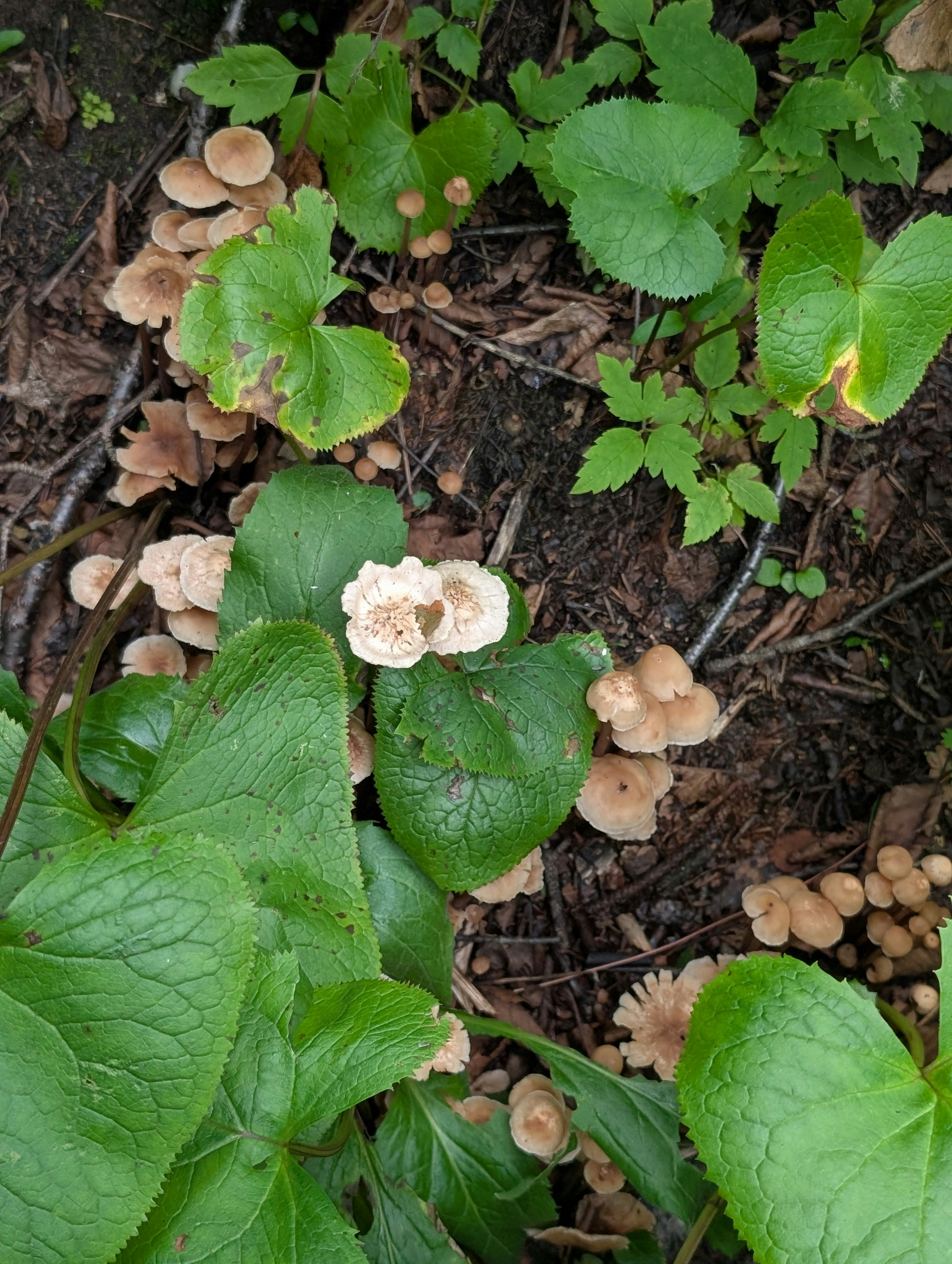 Mushroom Choir Among Groundcover