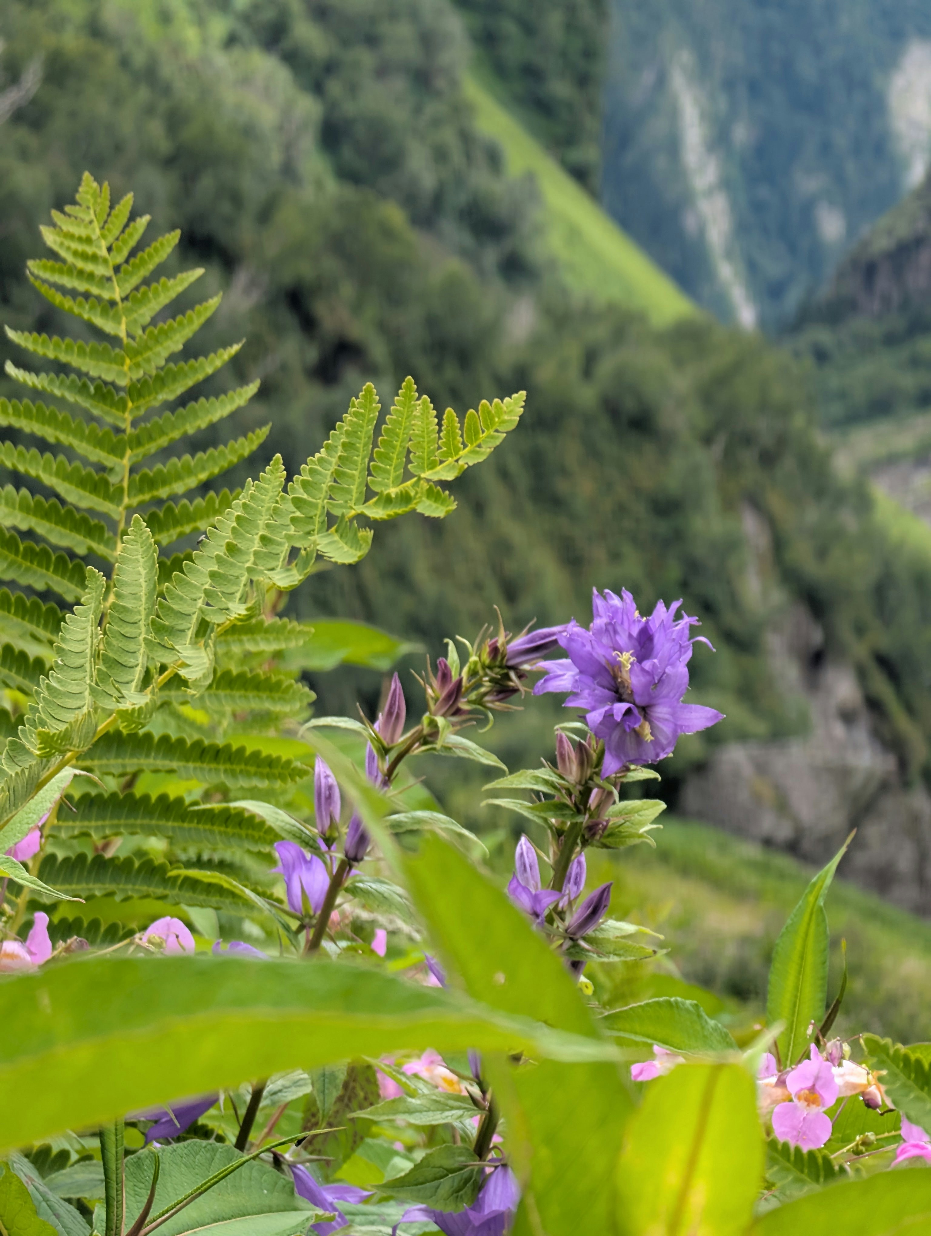 Purple bloom in a green cliffside garden
