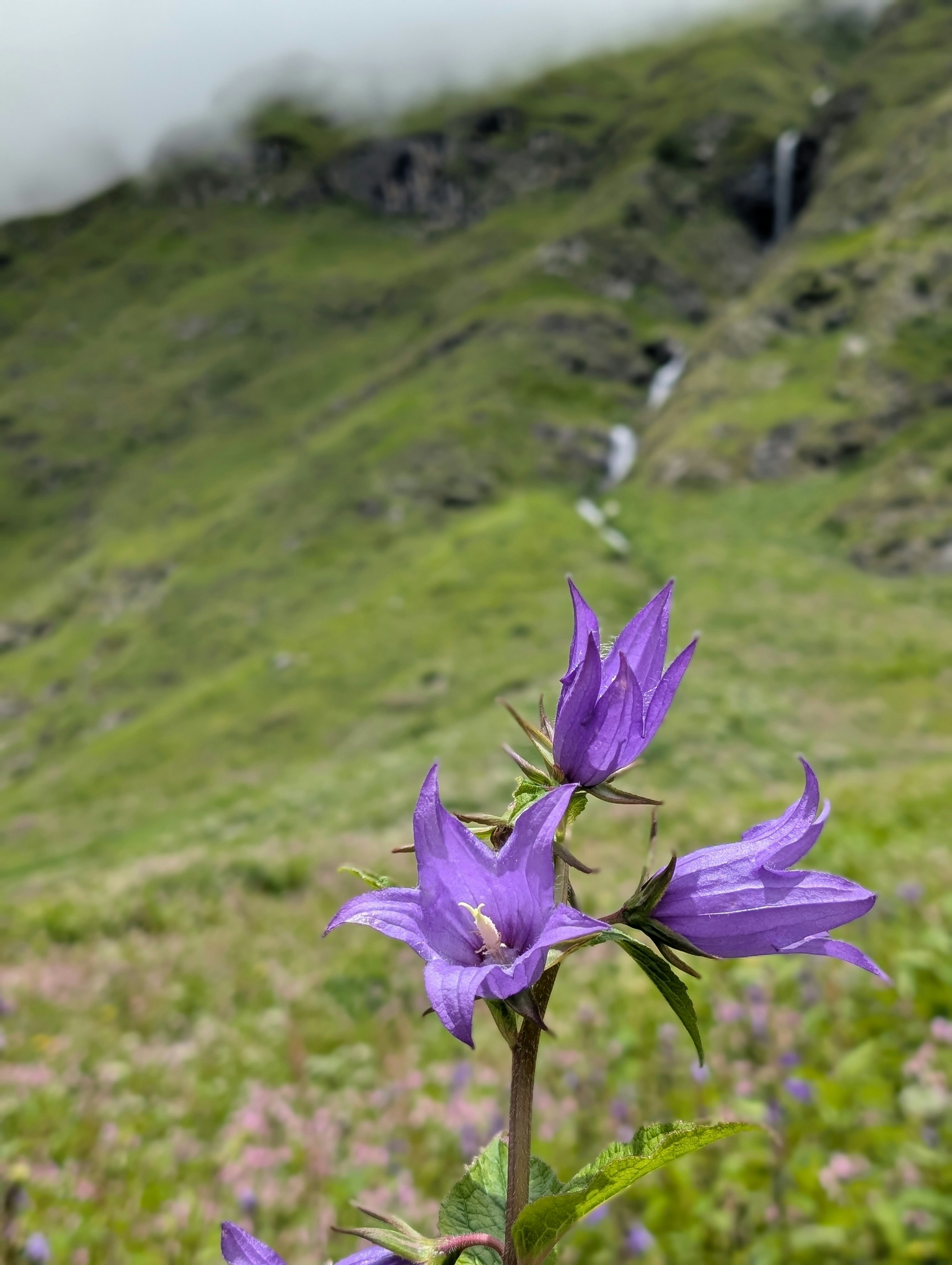 Purple Bellflowers Reaching Toward the Mist