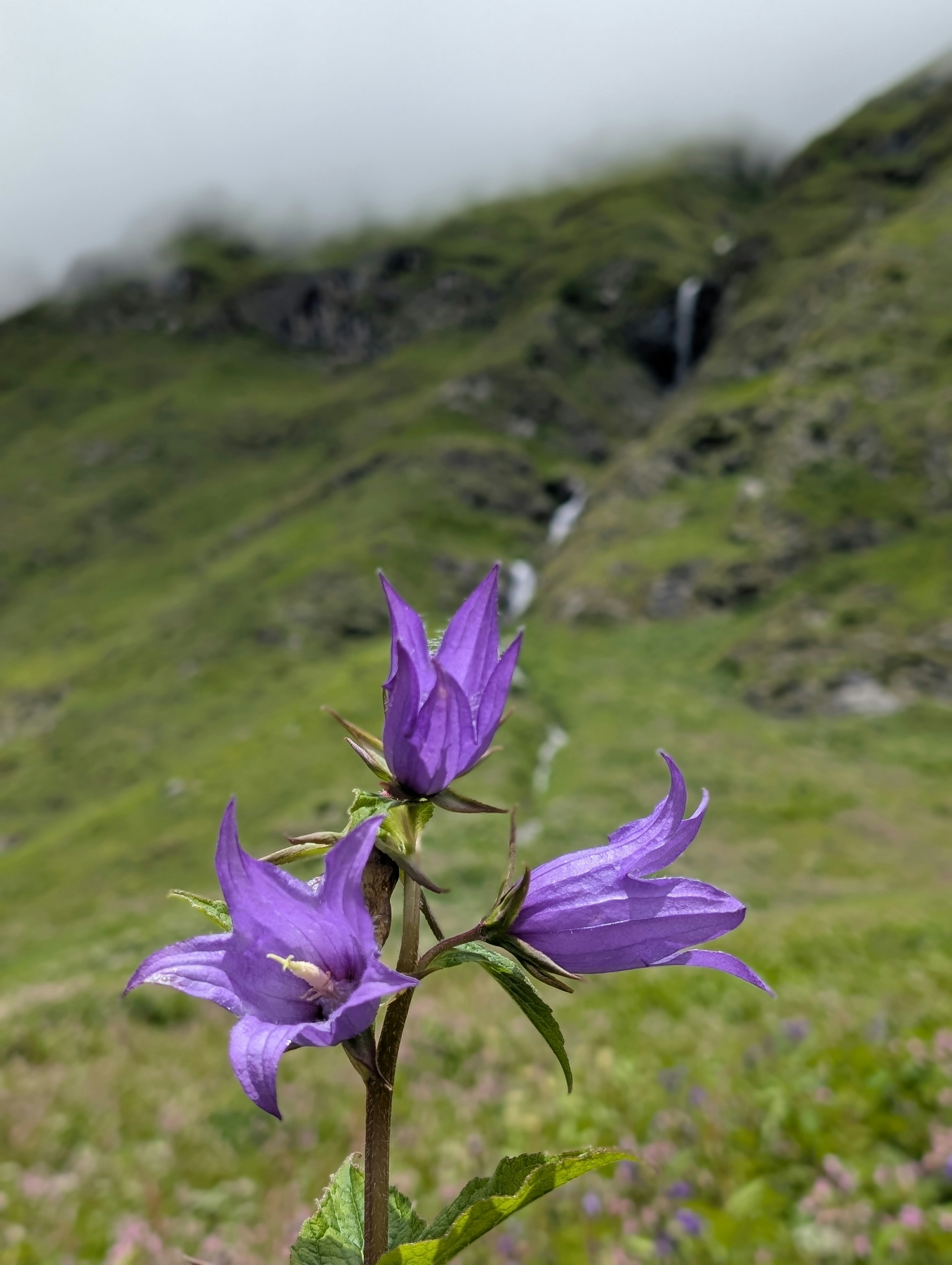 Purple bloom on a misty hillside reaching toward the sky