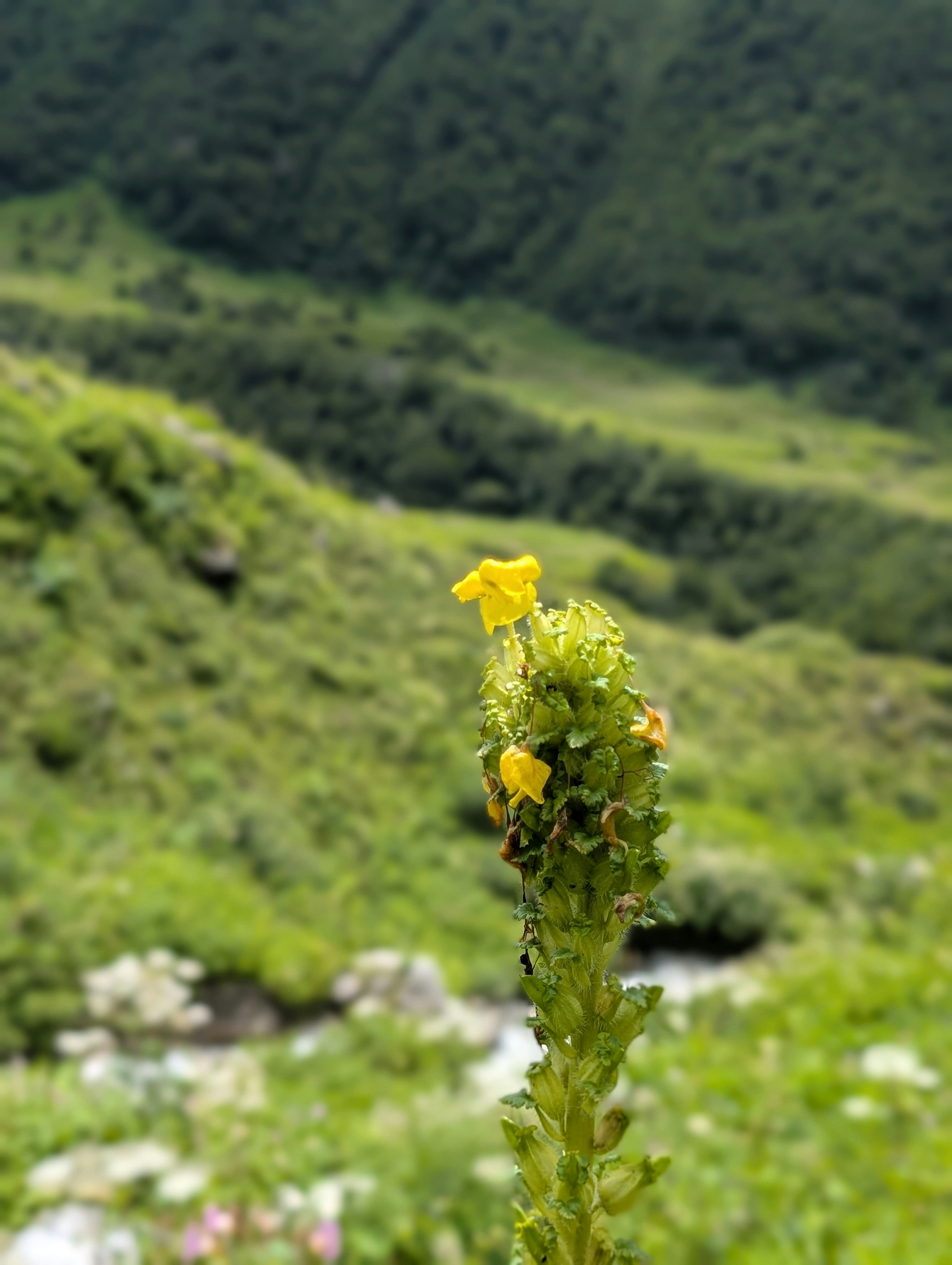 Yellow bloom rising from a rugged hillside