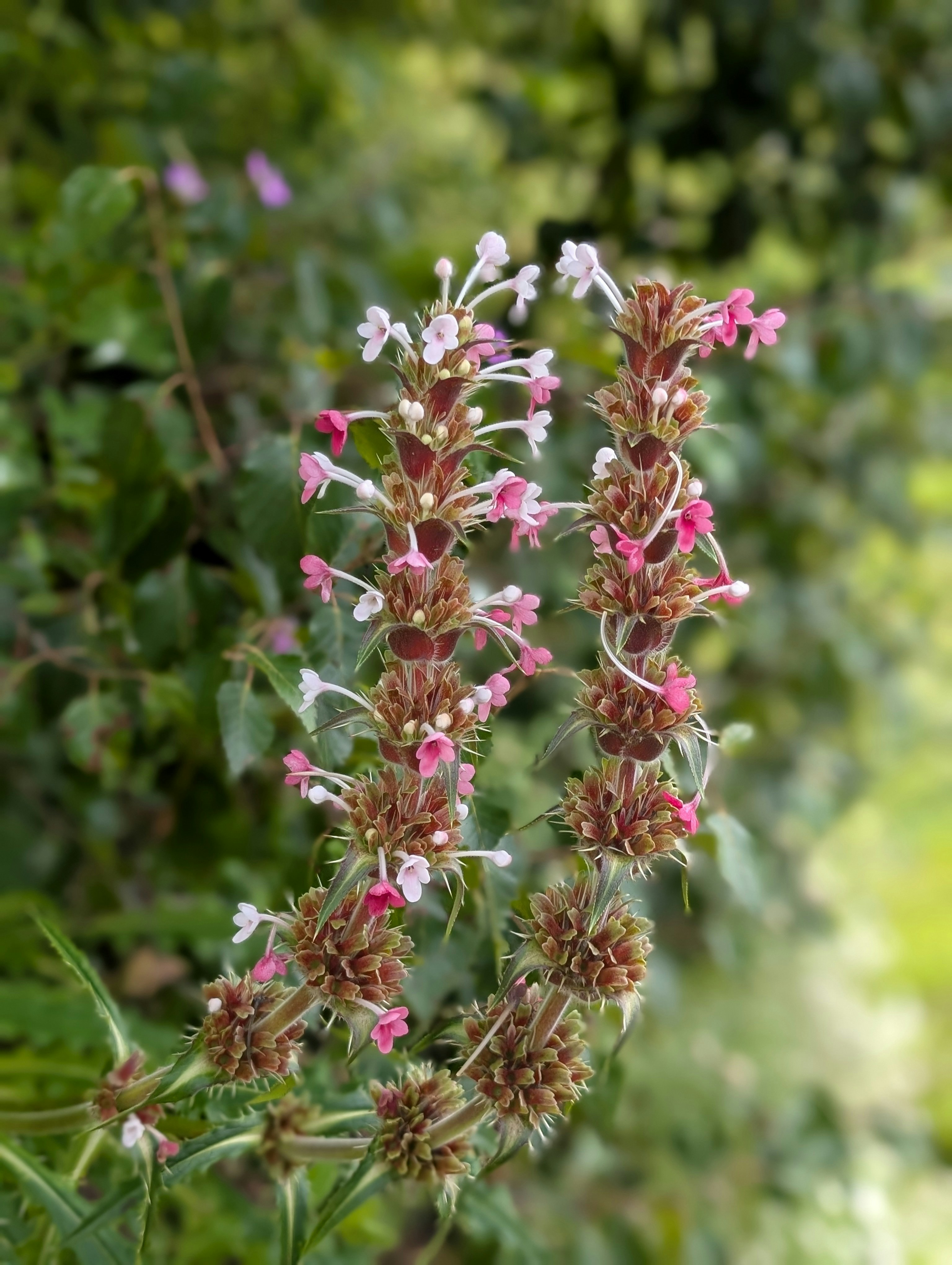 Pink Spike Flowers in Soft Garden Light