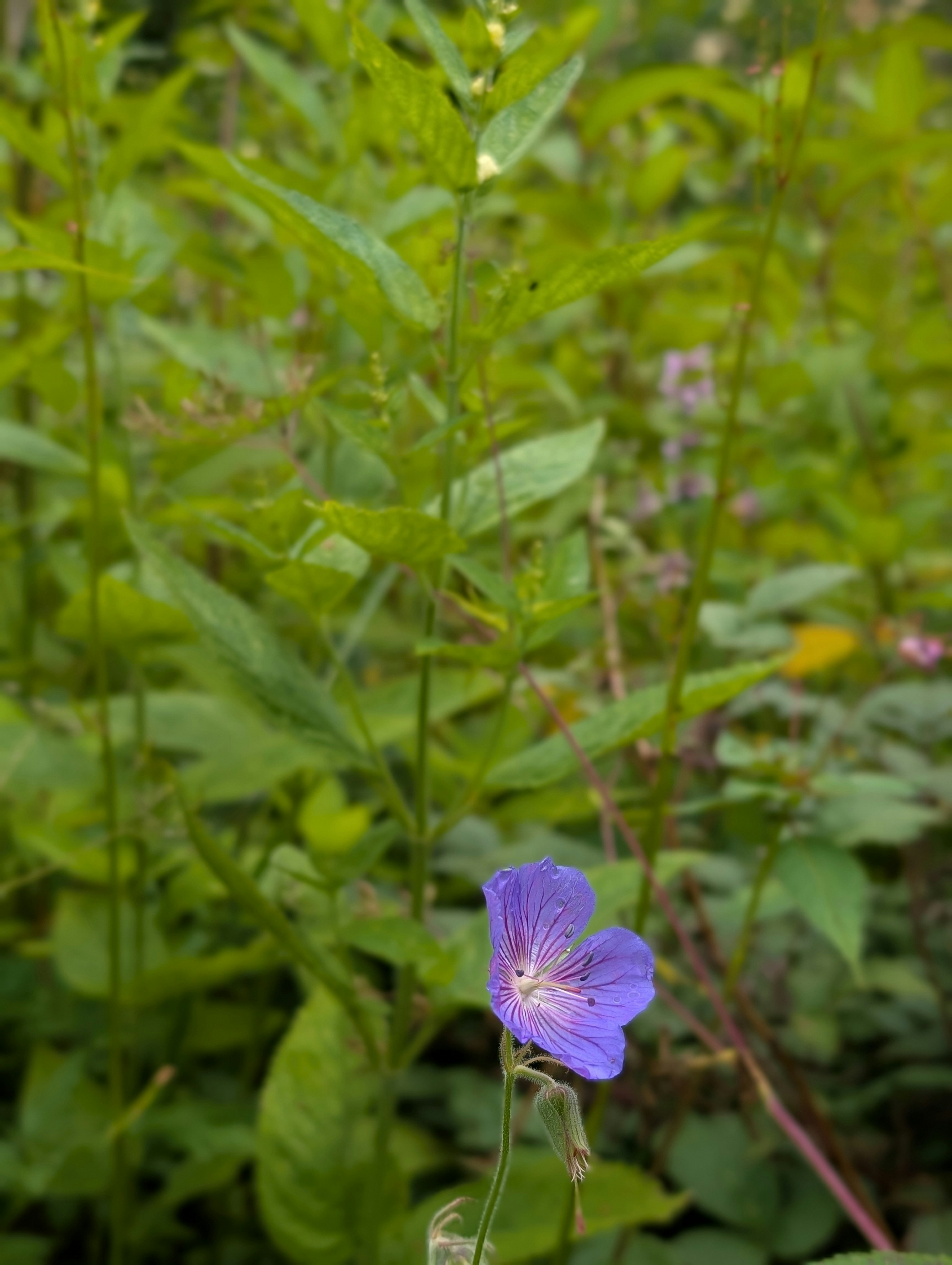 Purple bloom rising from a sea of green