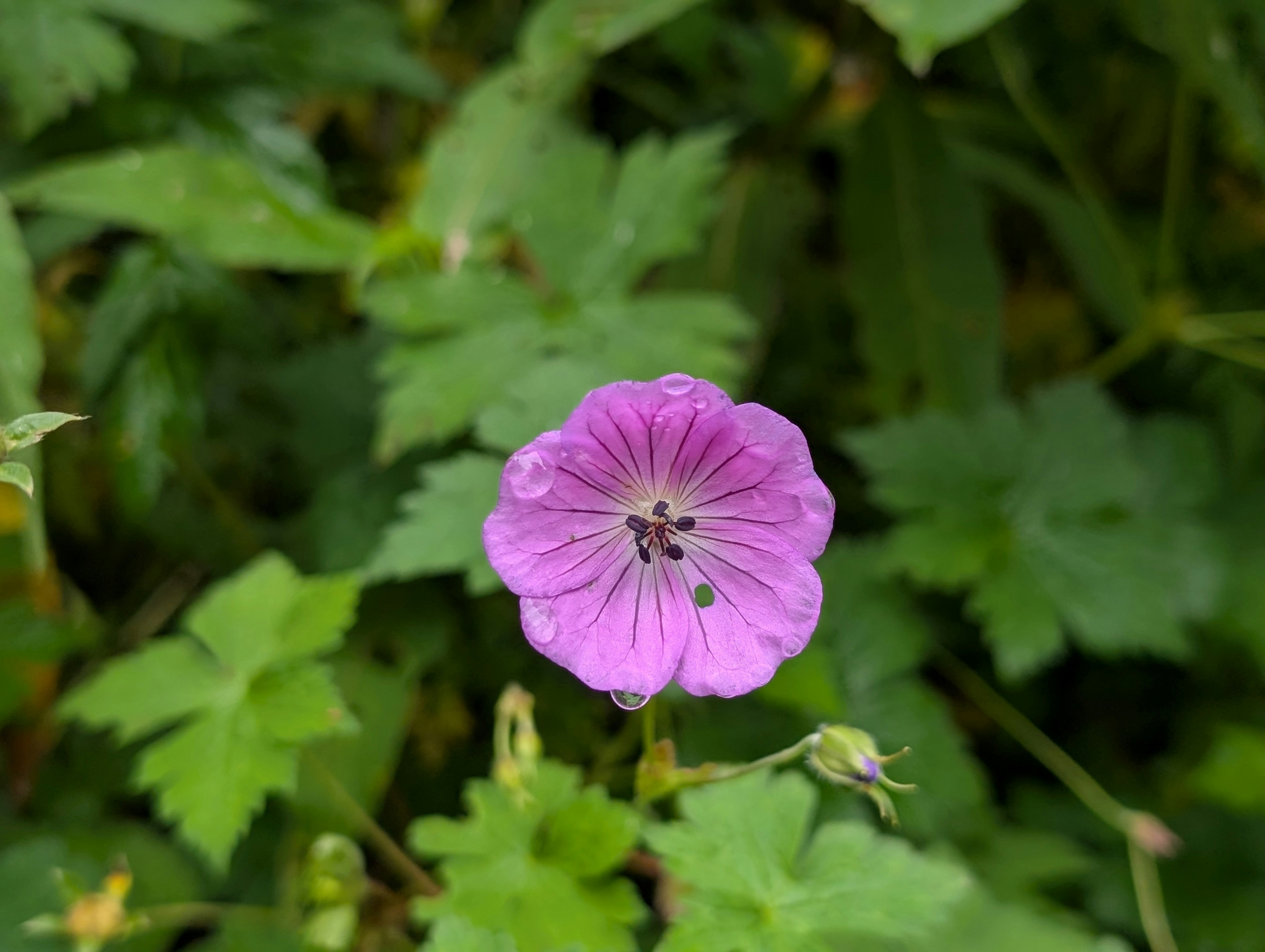 Pink geranium blossom centered among green foliage