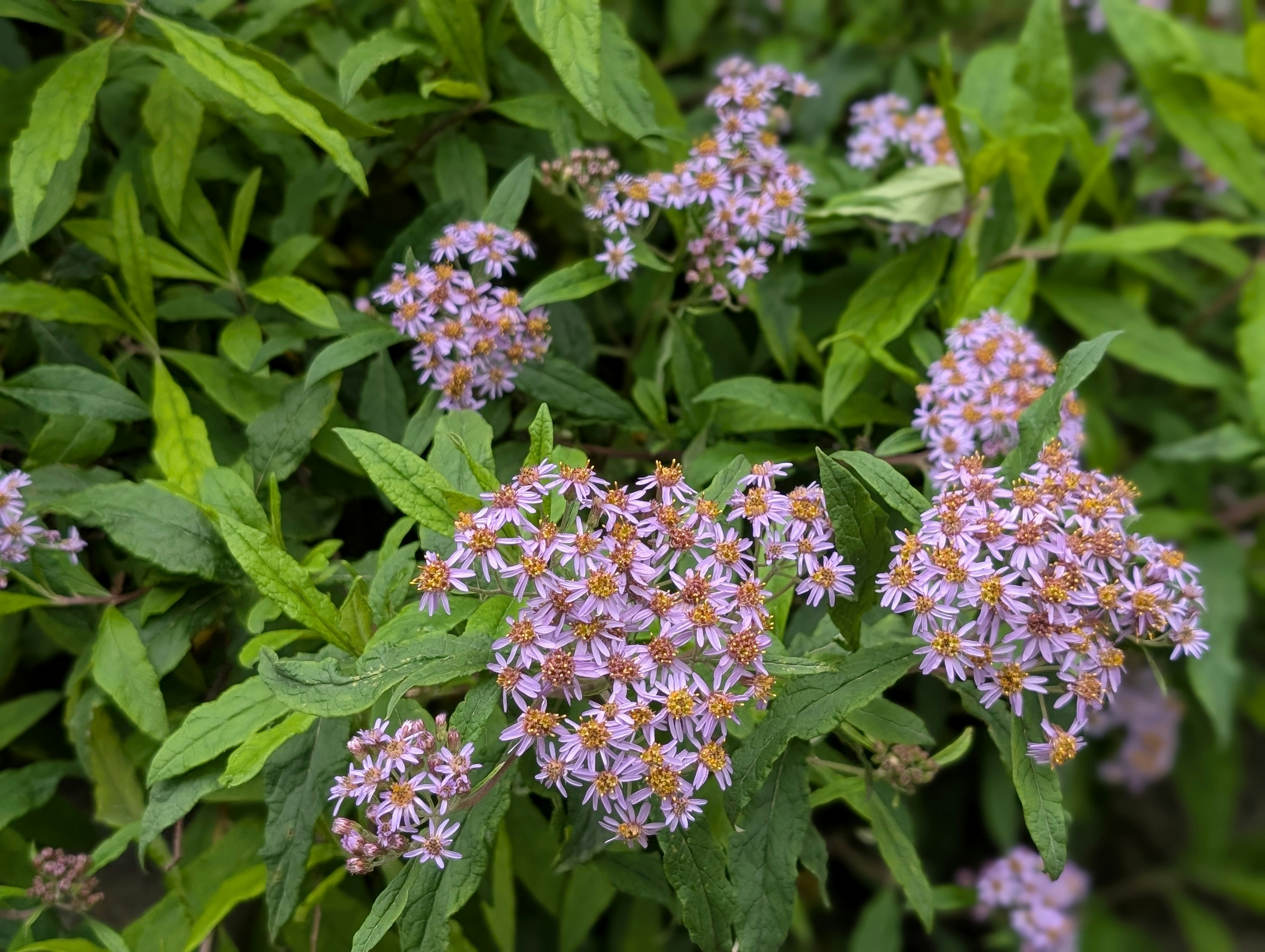 Lavender Bloom Cluster: Close-Up of Delicate Tiny Flowers