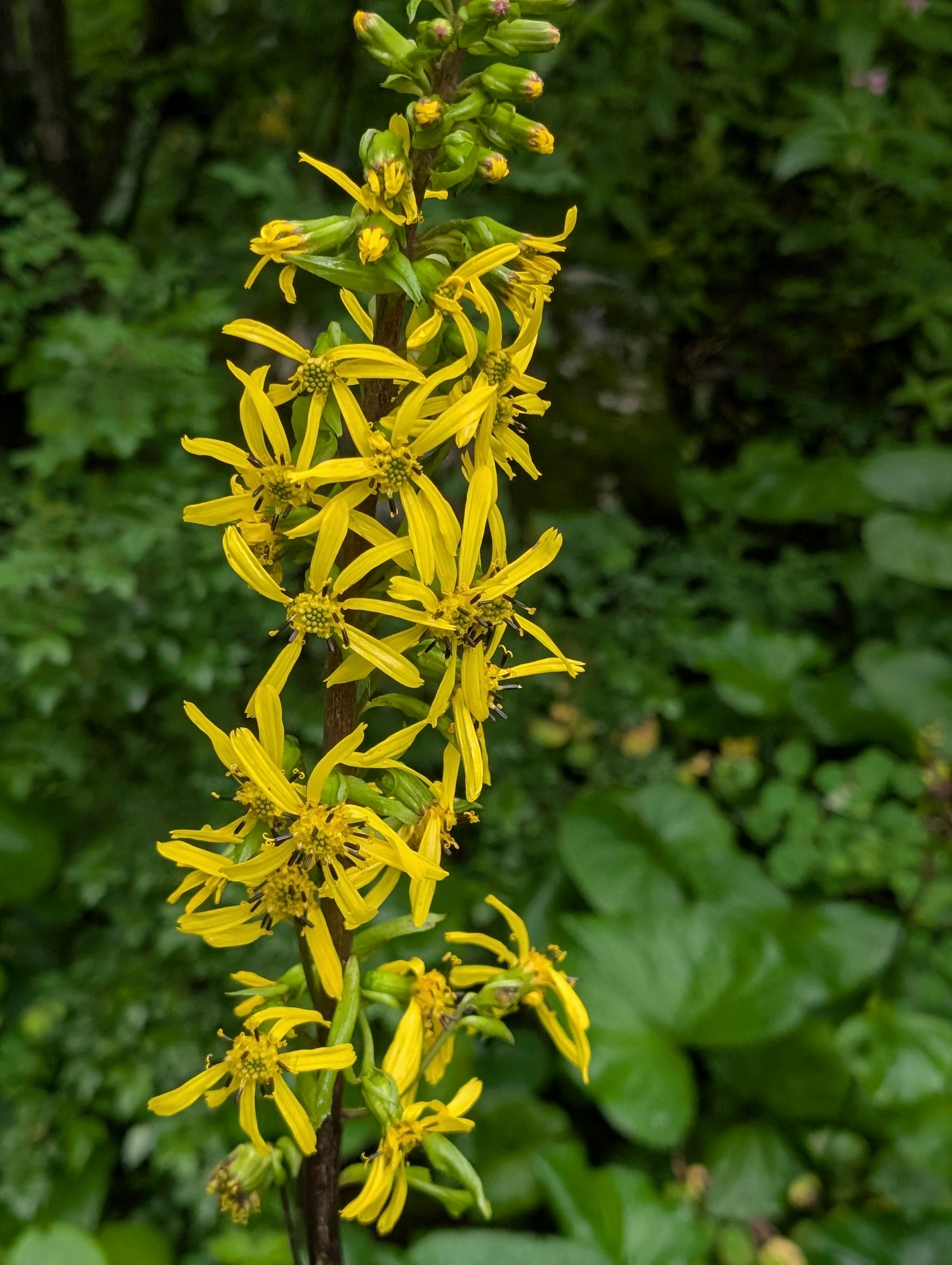 Golden Spike: a vertical spray of bright yellow flowers against a leafy backdrop