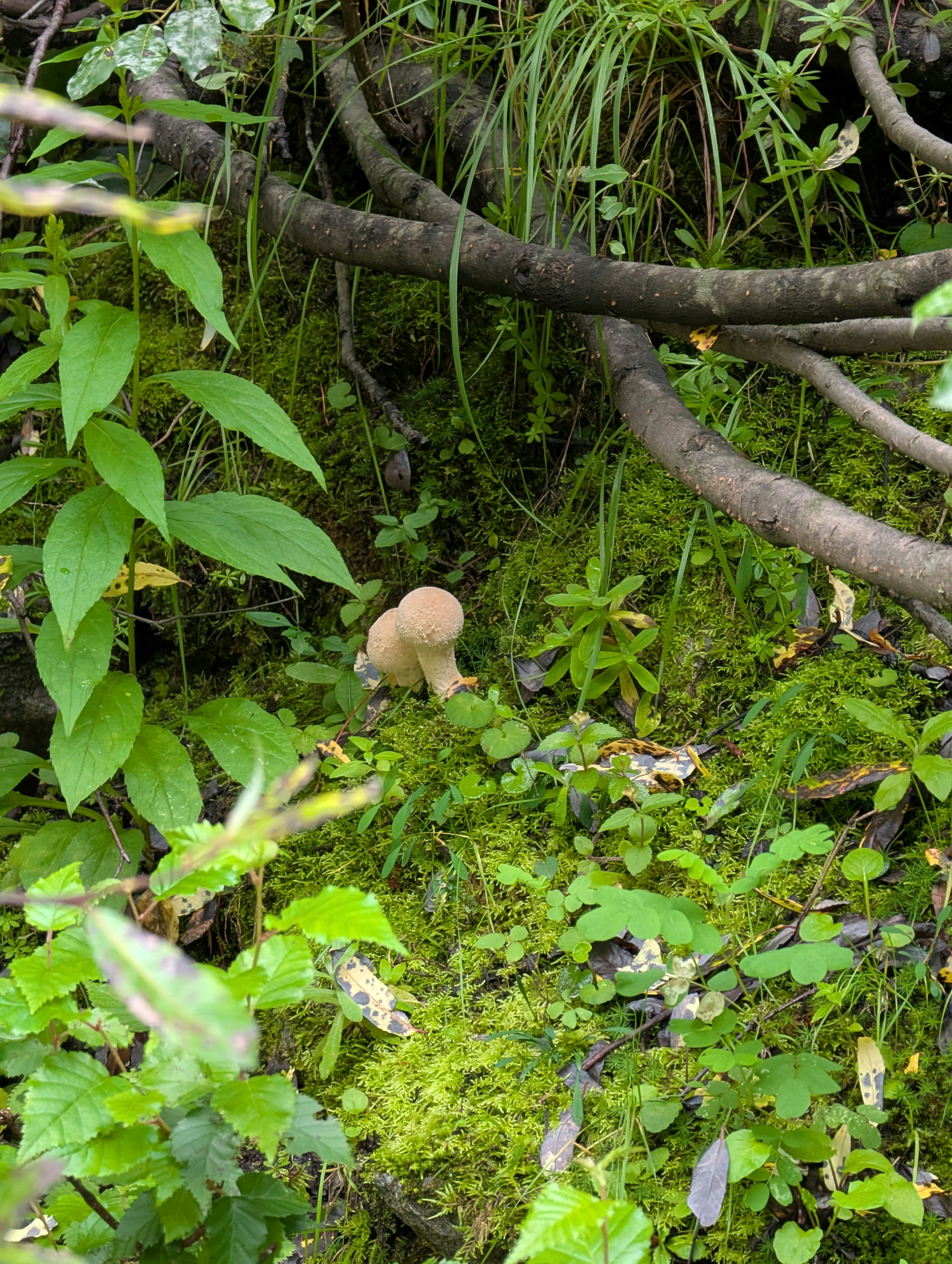 Mushroom Among Moss: A Quiet Green Understory