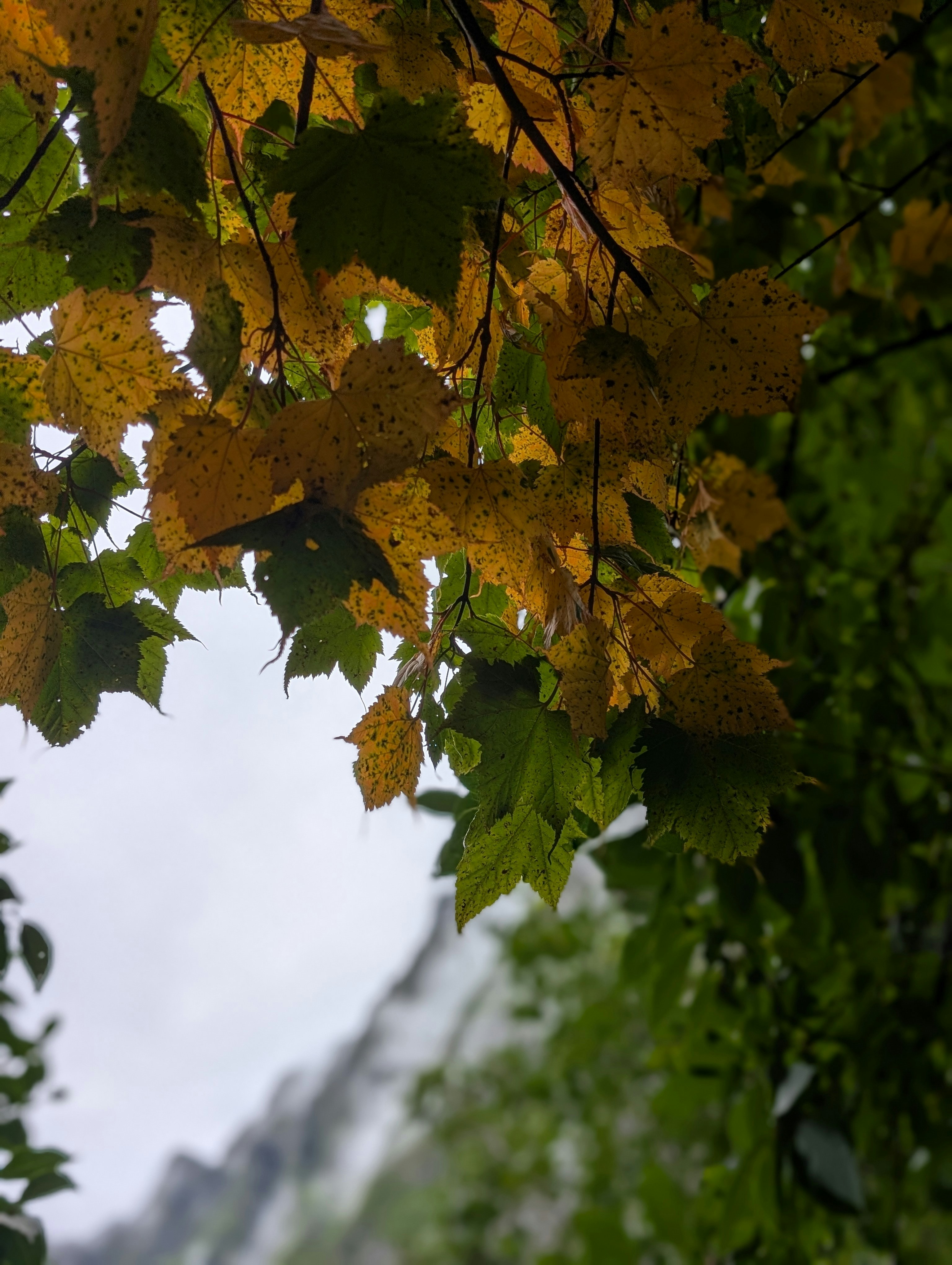 Close-up of yellowing leaves against a pale sky with a backdrop of greenery and a hint of distant mountains, capturing the seasonal transition in a natural setting.