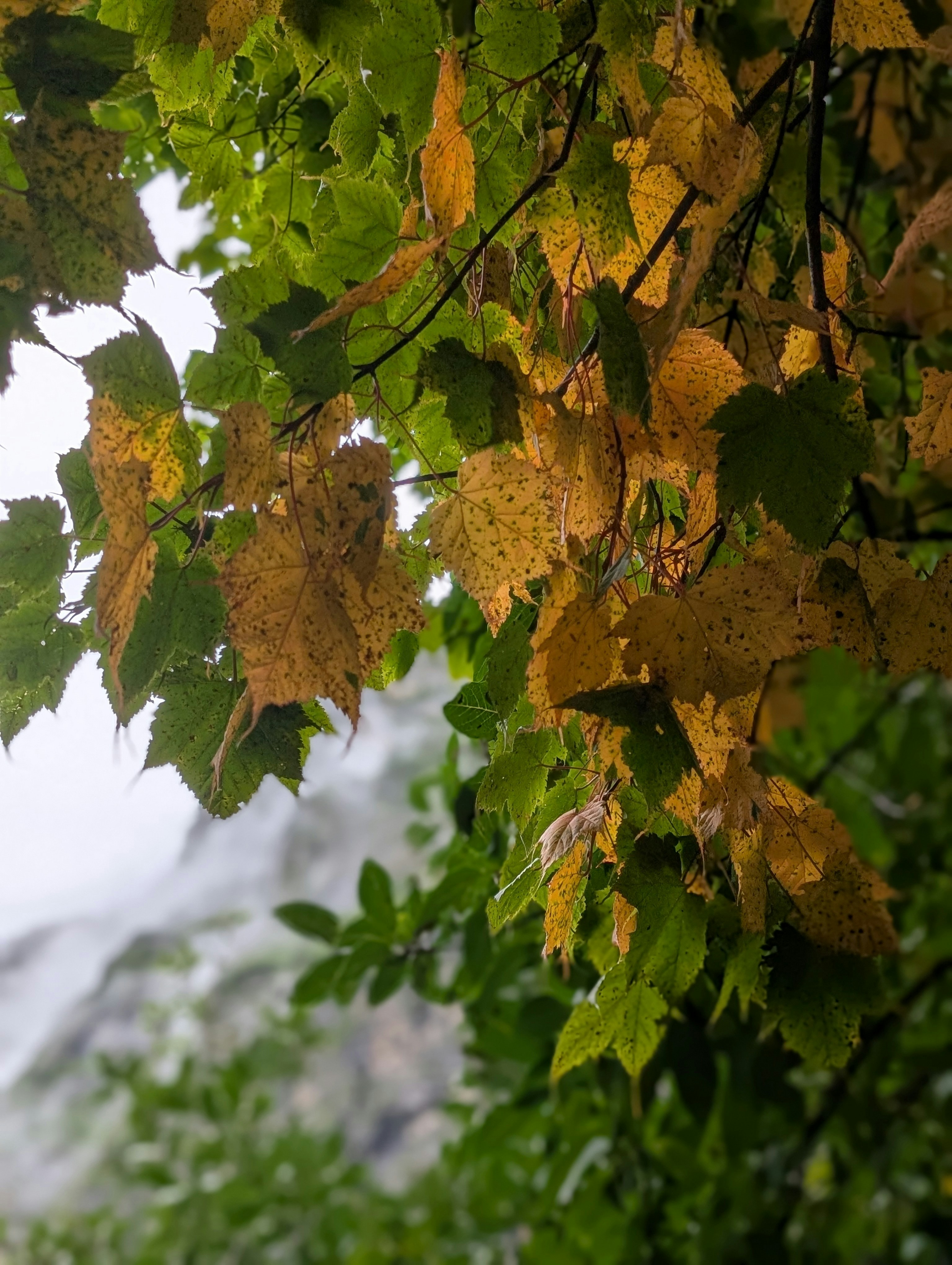 Autumn Leaves Framing a Quiet Climb of Foliage