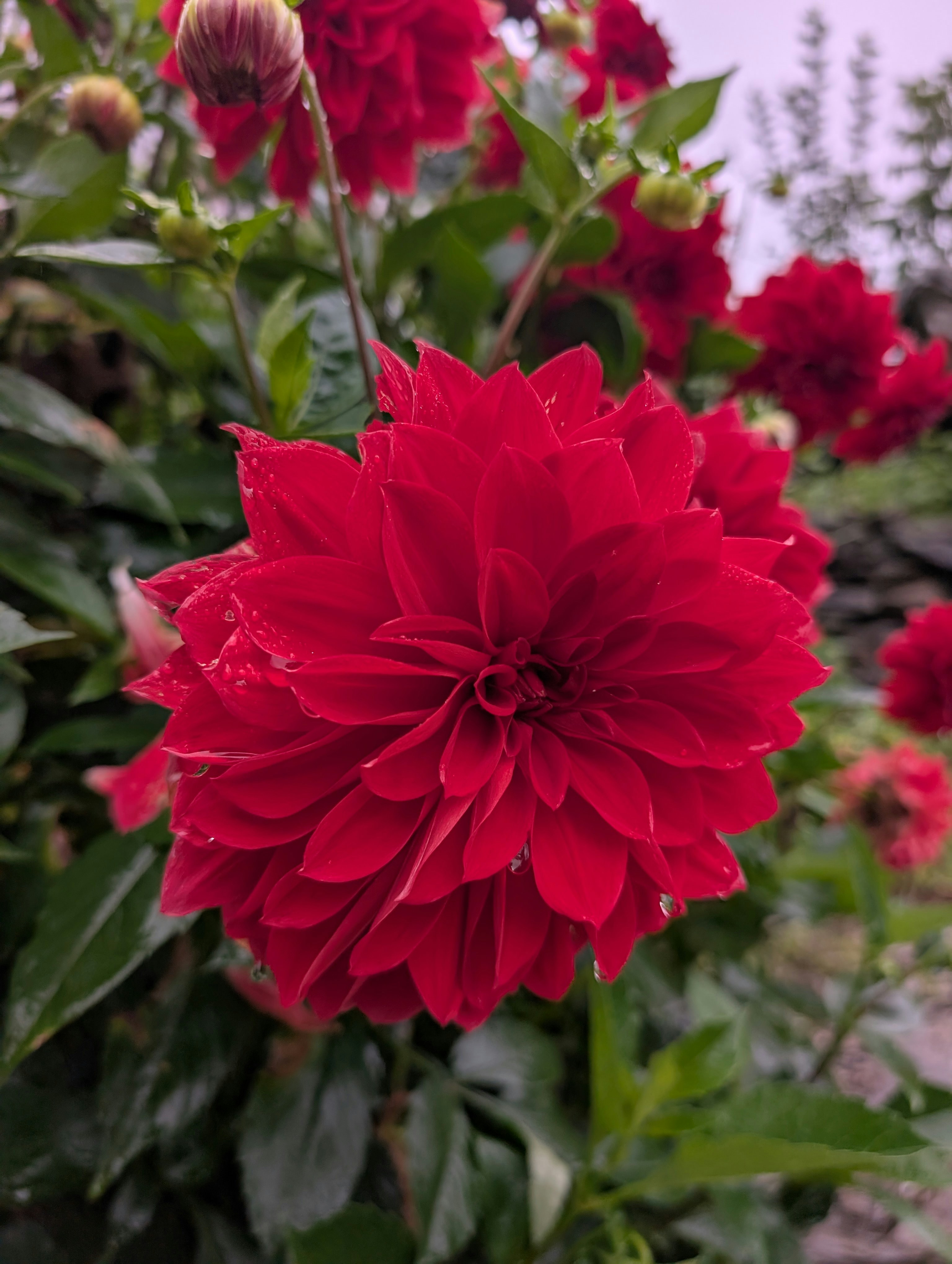 Crimson Blossom in Focus: A Velvet Petal Portrait