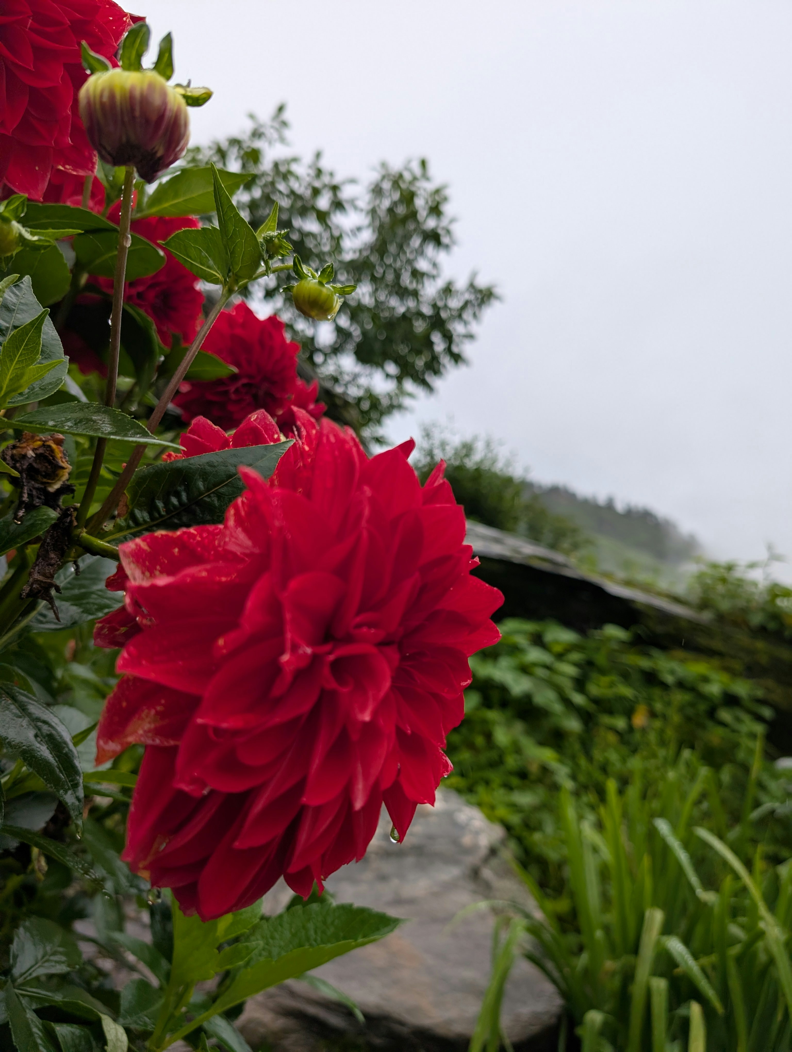 Crimson Bloom in a Quiet Garden