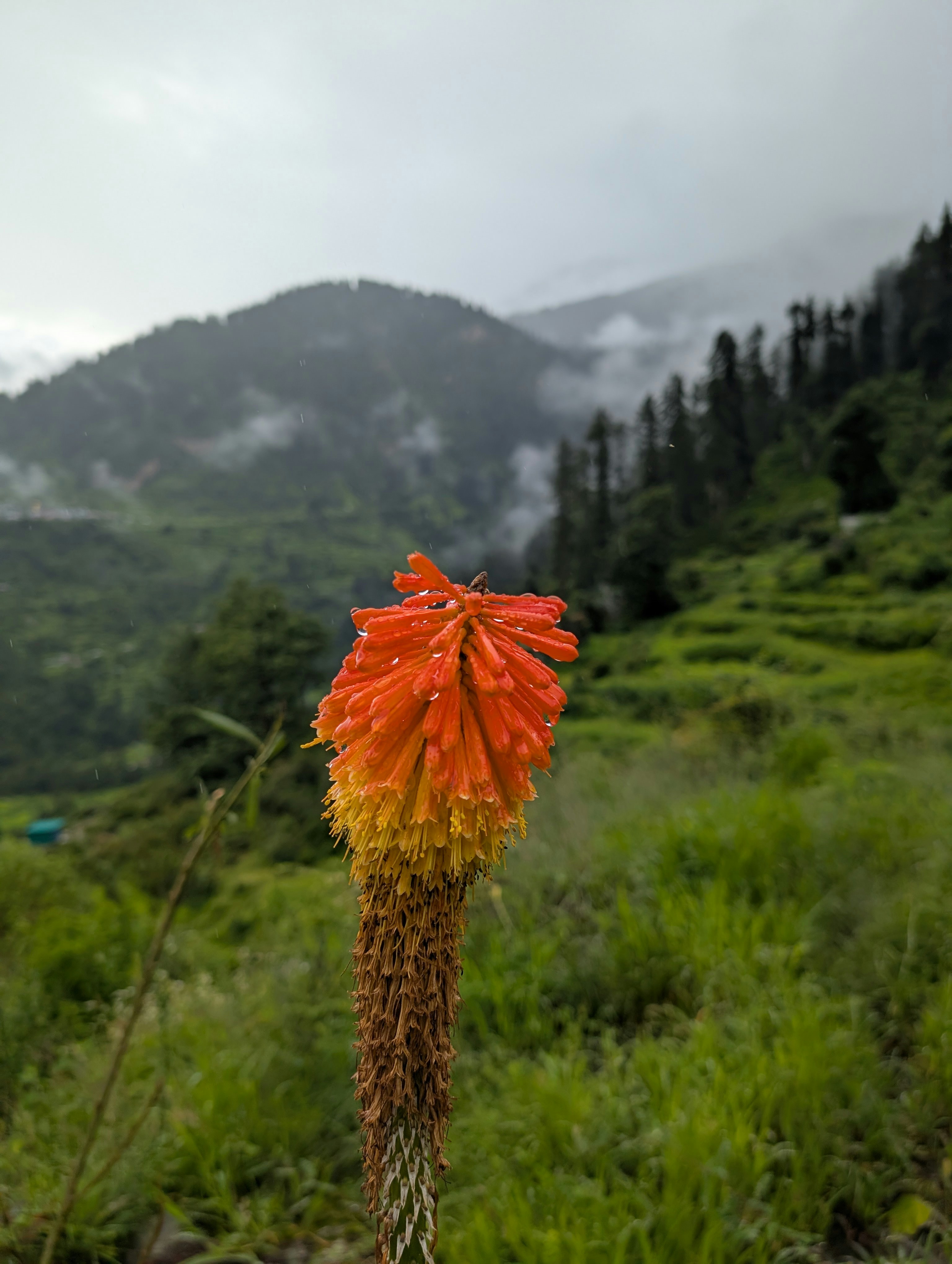 Tiger Lily on a Misty Plateau