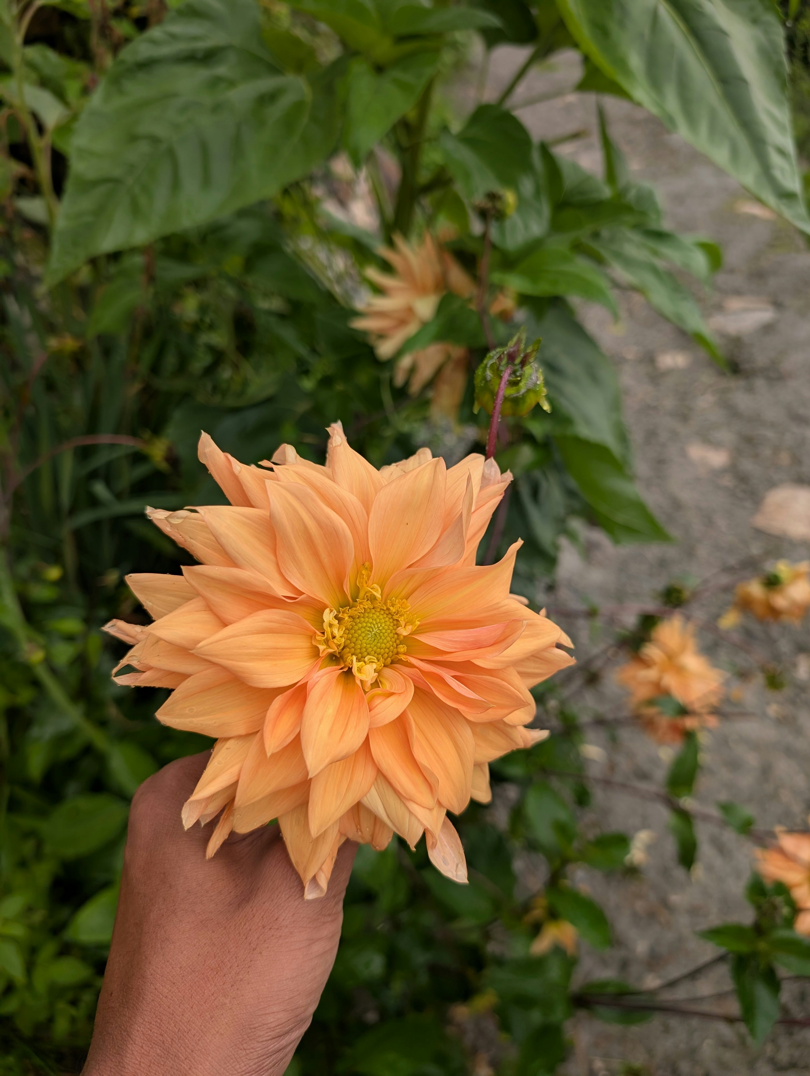 Peach-Orange Dahlia Grasped in Natural Light
