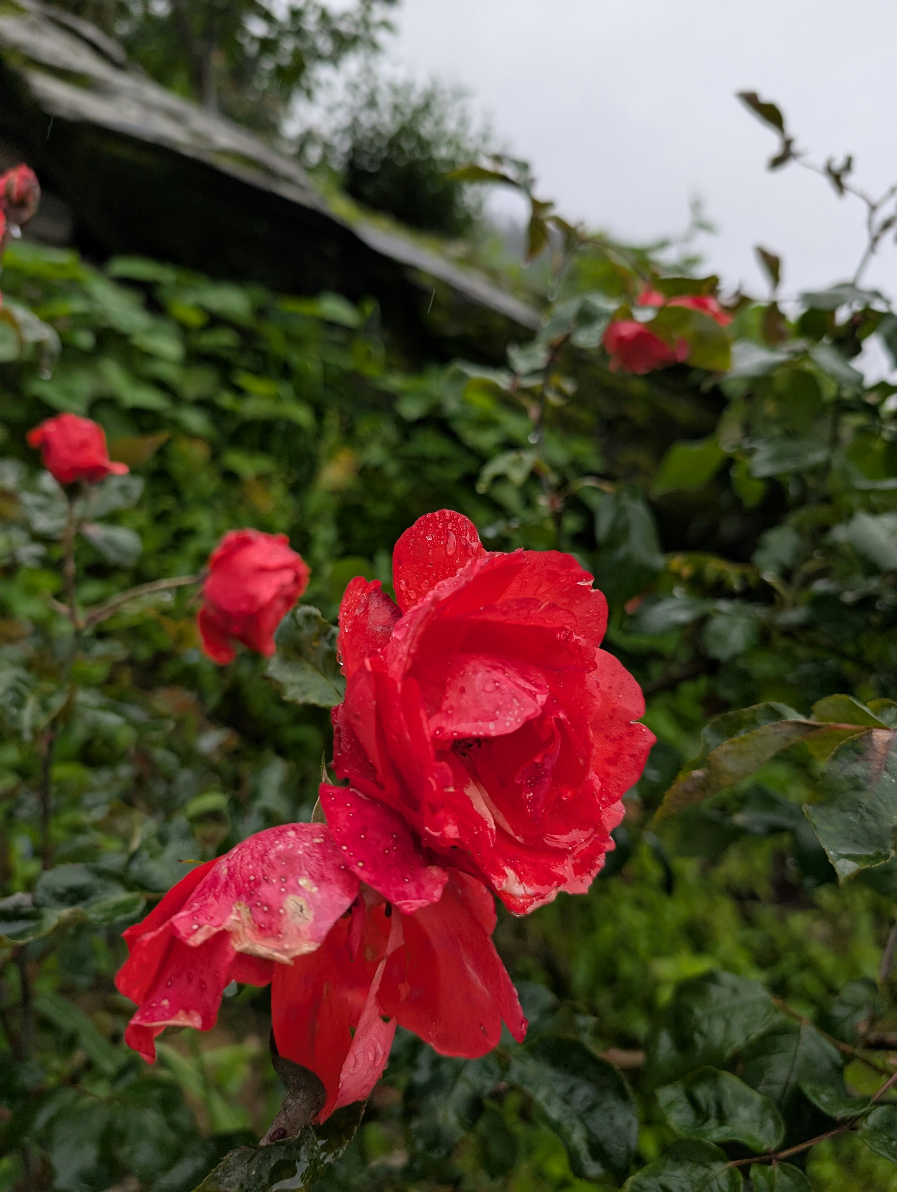 Crimson Rose in Dew-Kissed Patch