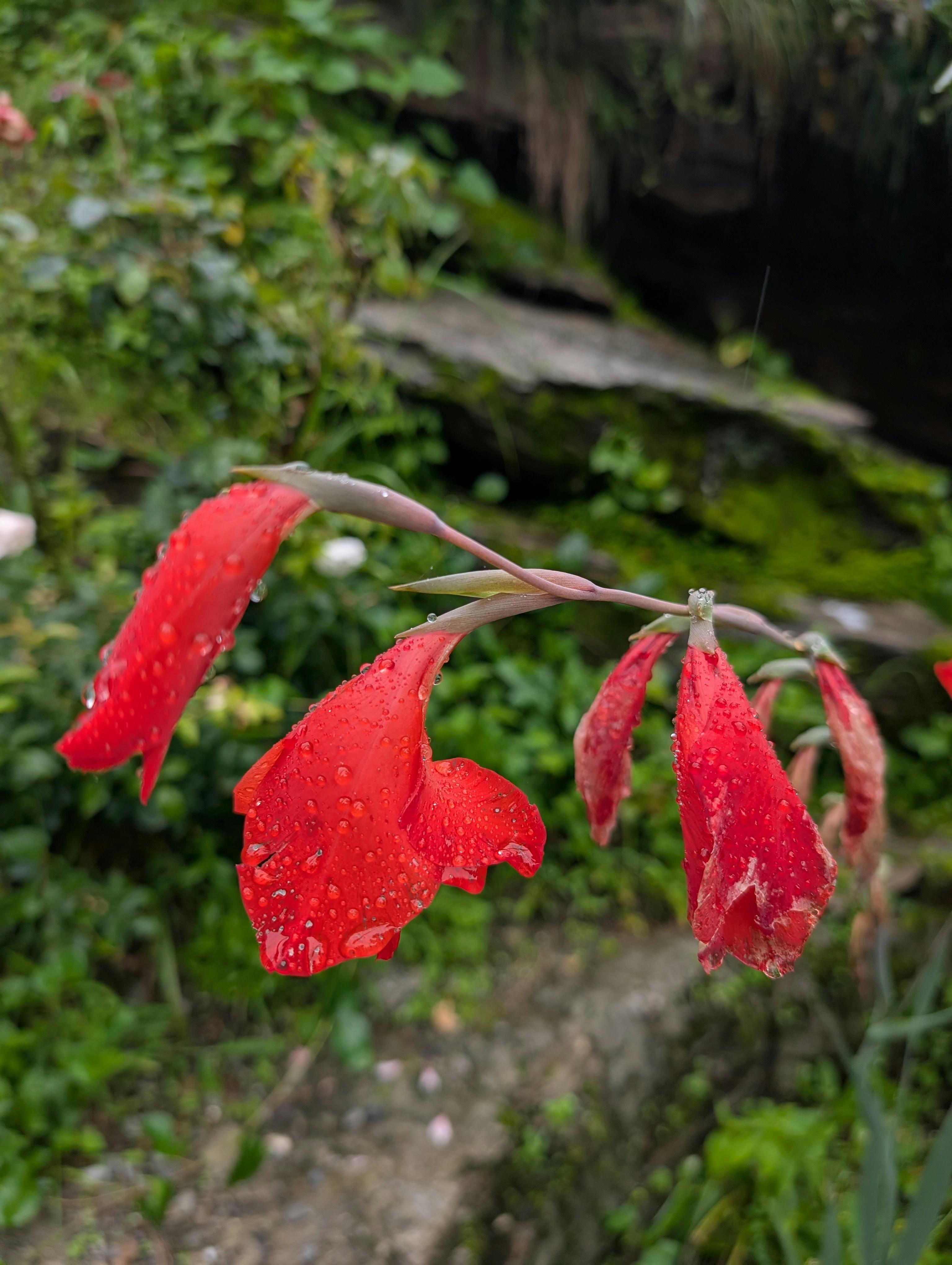 Red Belladonna Blooms: Dew-Kissed Petals on a Rainy Morning