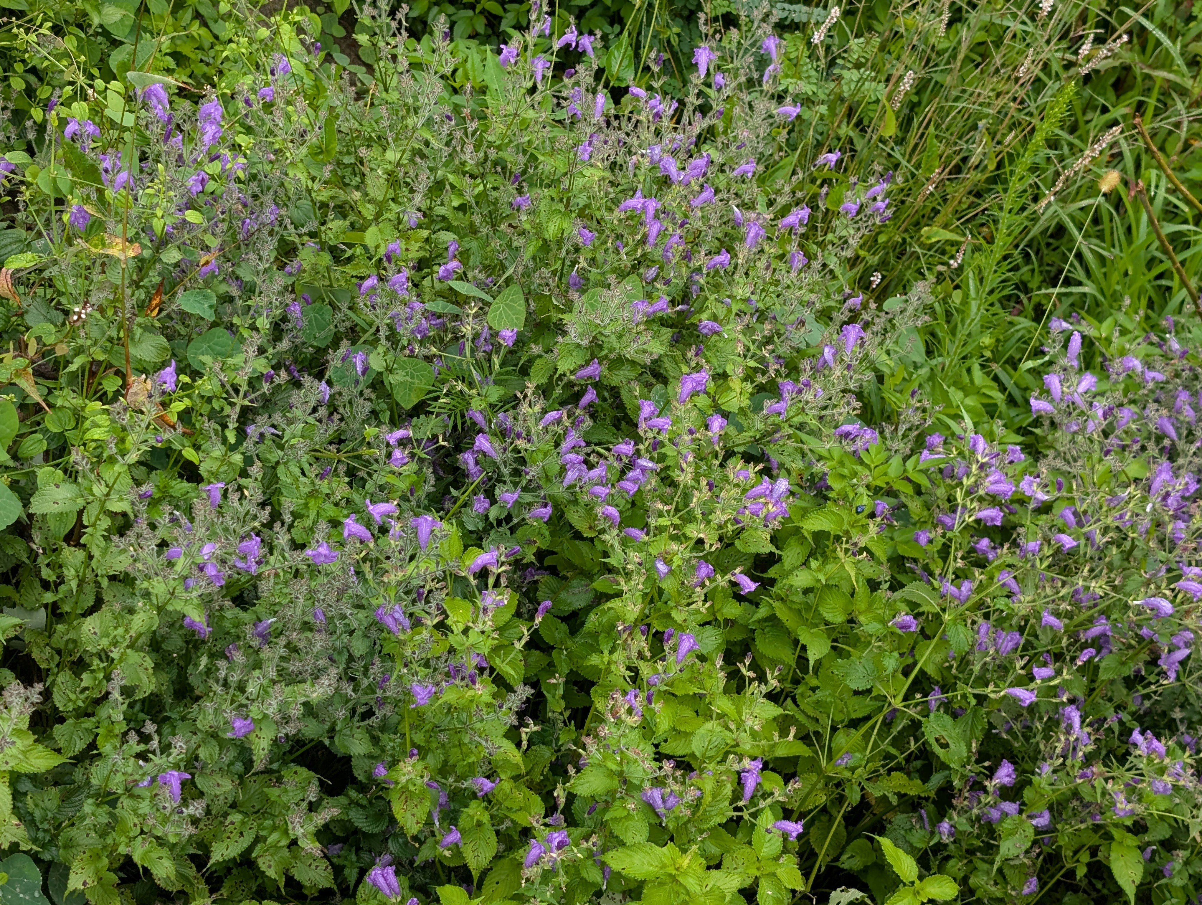 Whispers of Purple Among Green Hedges