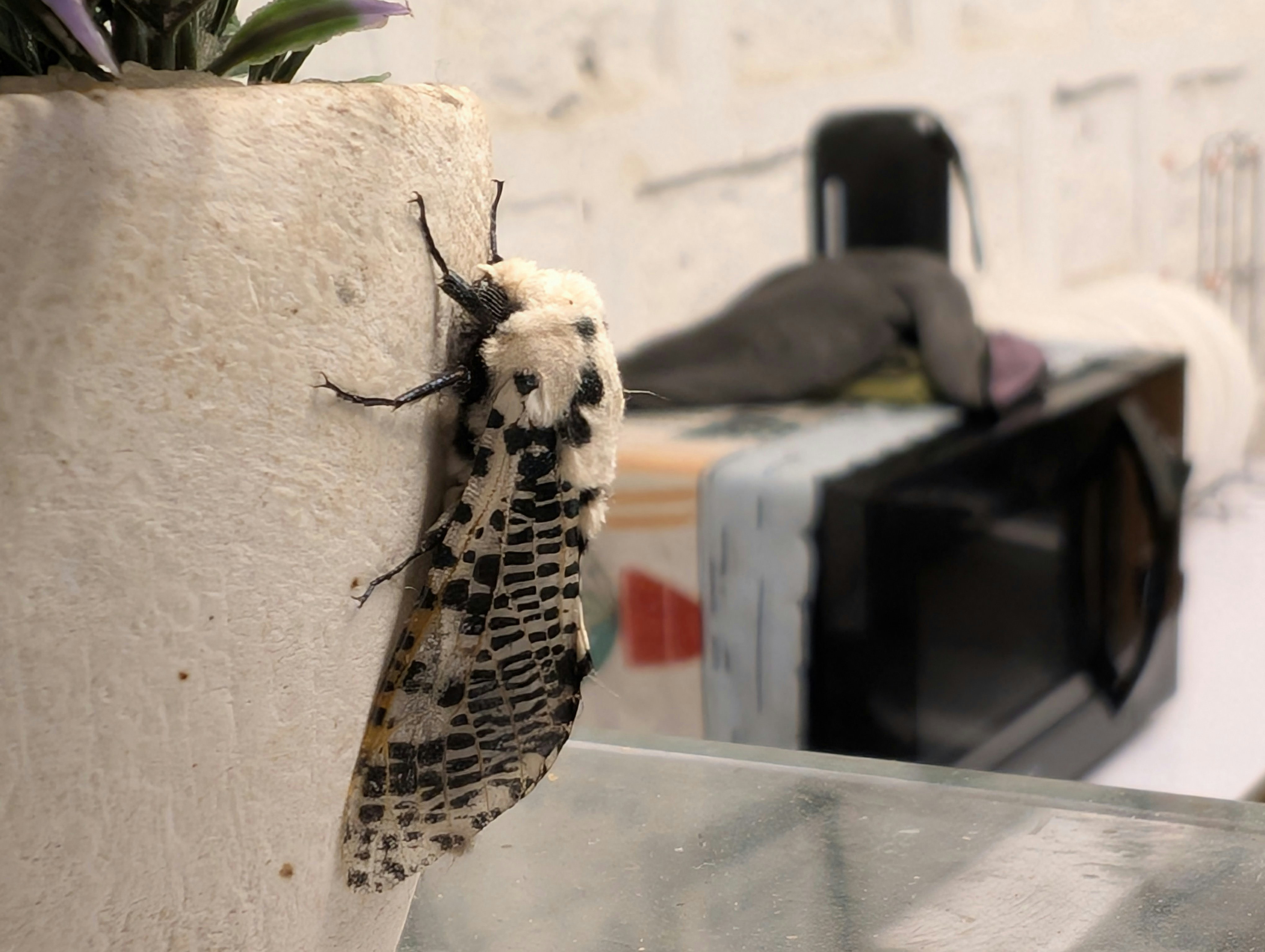 Fuzzy-marked Ghost Moth Clinging to a Planter